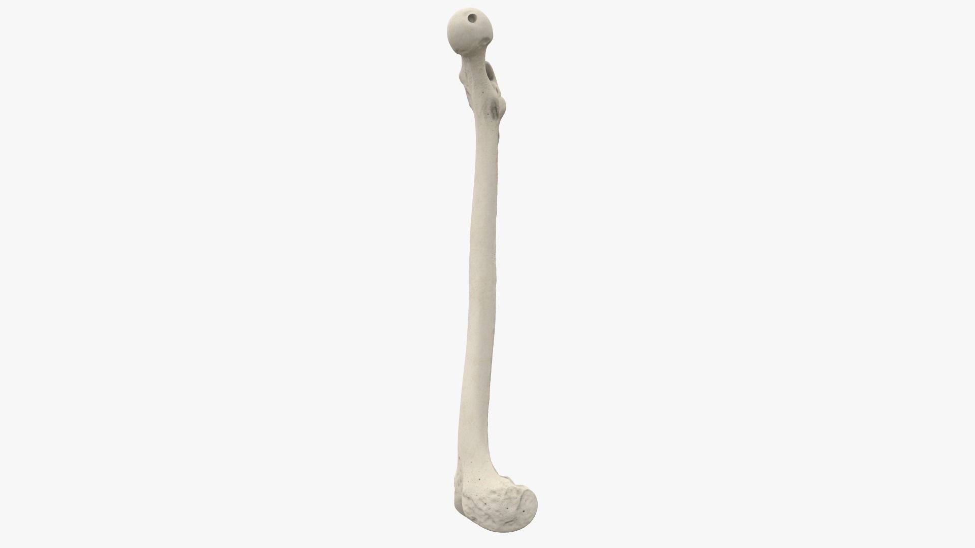 3D model Real humerus bone VR / AR / low-poly | CGTrader