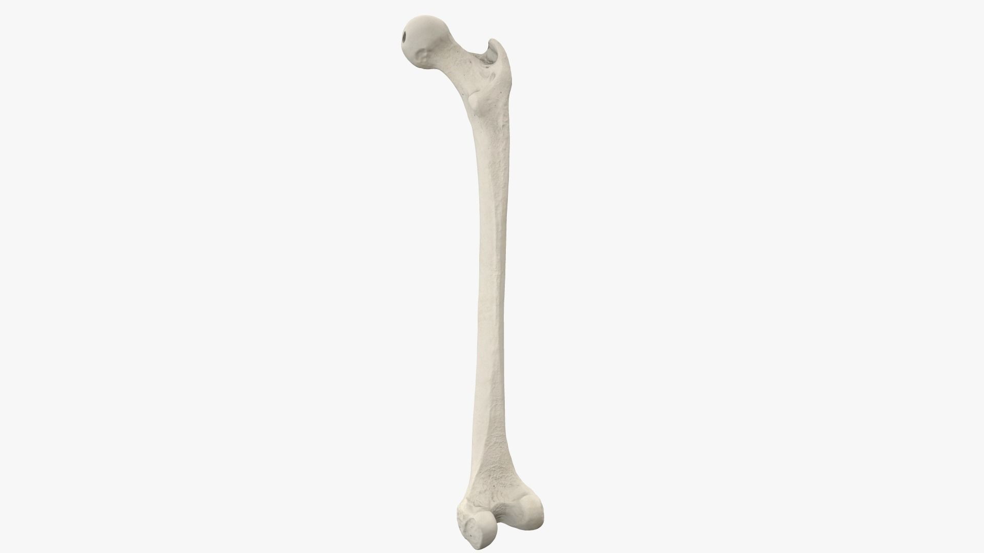 3D model Real humerus bone VR / AR / low-poly | CGTrader