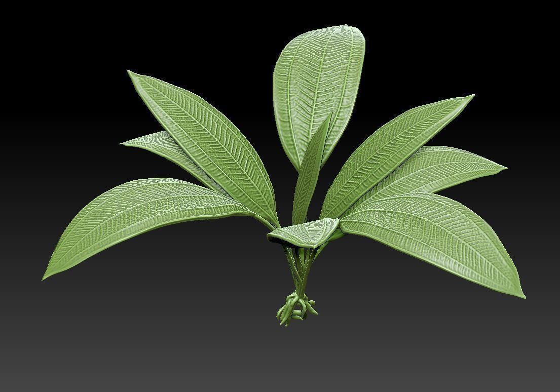 Aquatic plants 3D model 3D printable | CGTrader