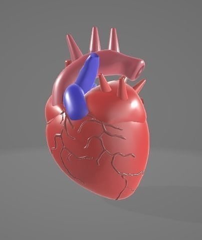 HUMAN HEART - ANATOMY 3D model | CGTrader