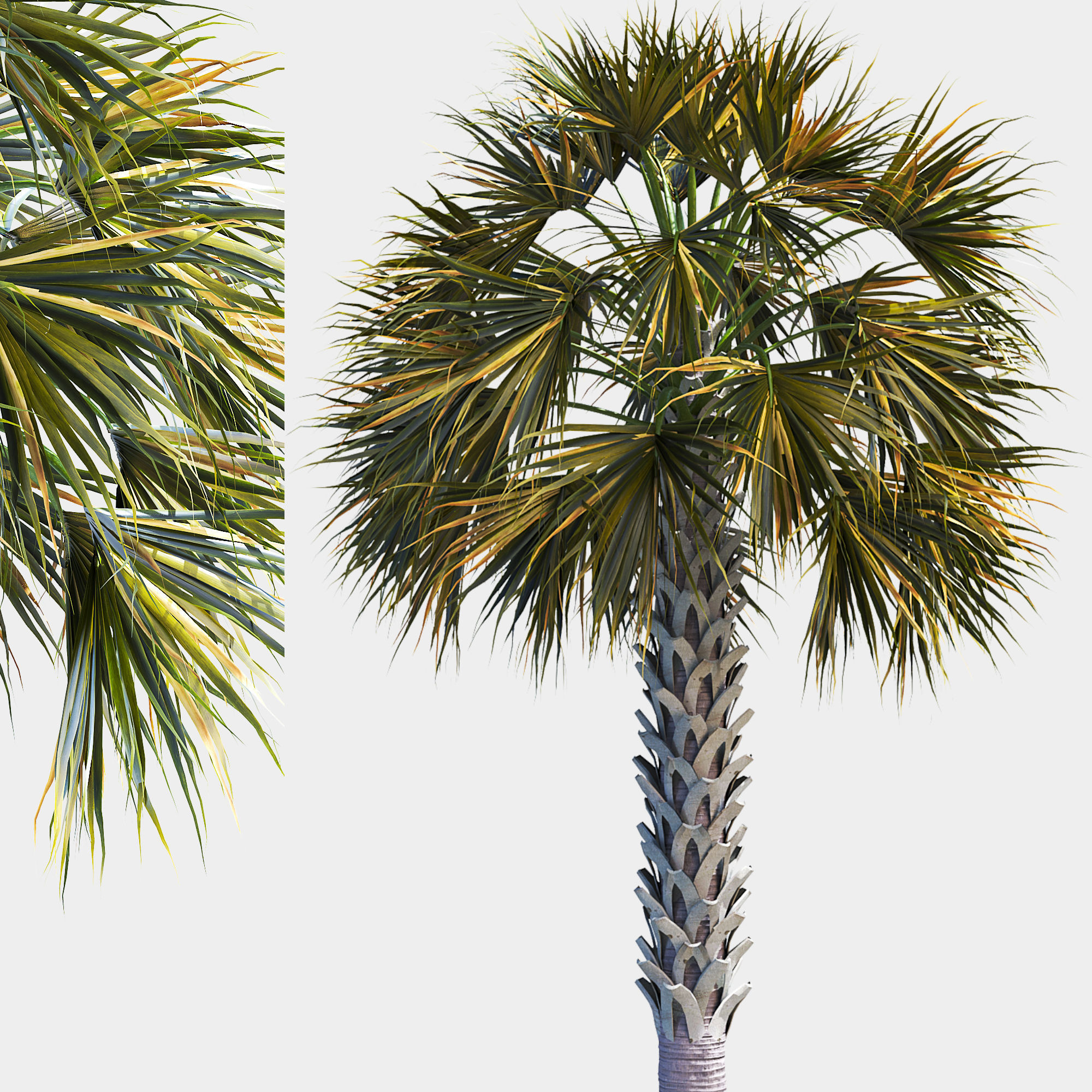 Palm Tree Set 03 3D model | CGTrader