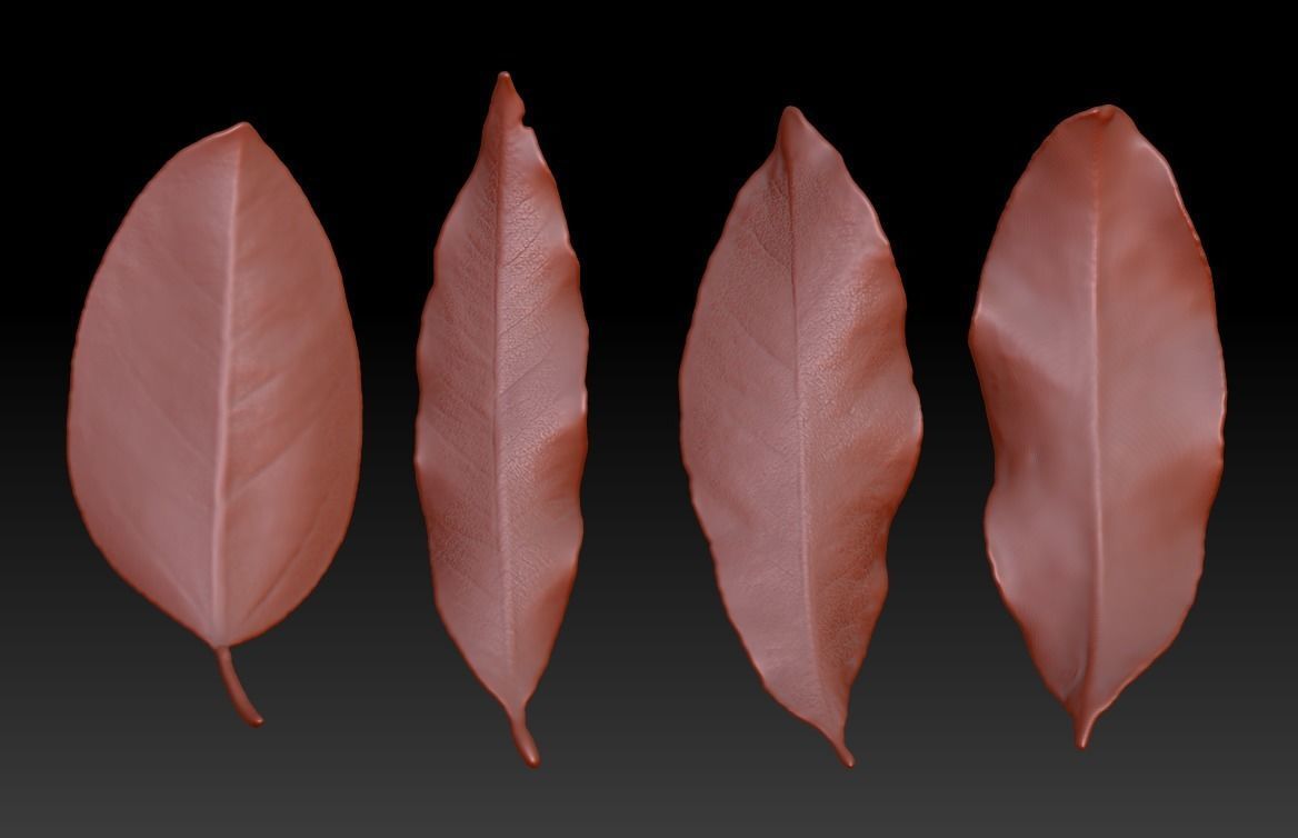 leaves Leaf sculpture ZBrush Leaf Brush 3D print model 3D model 3D ...