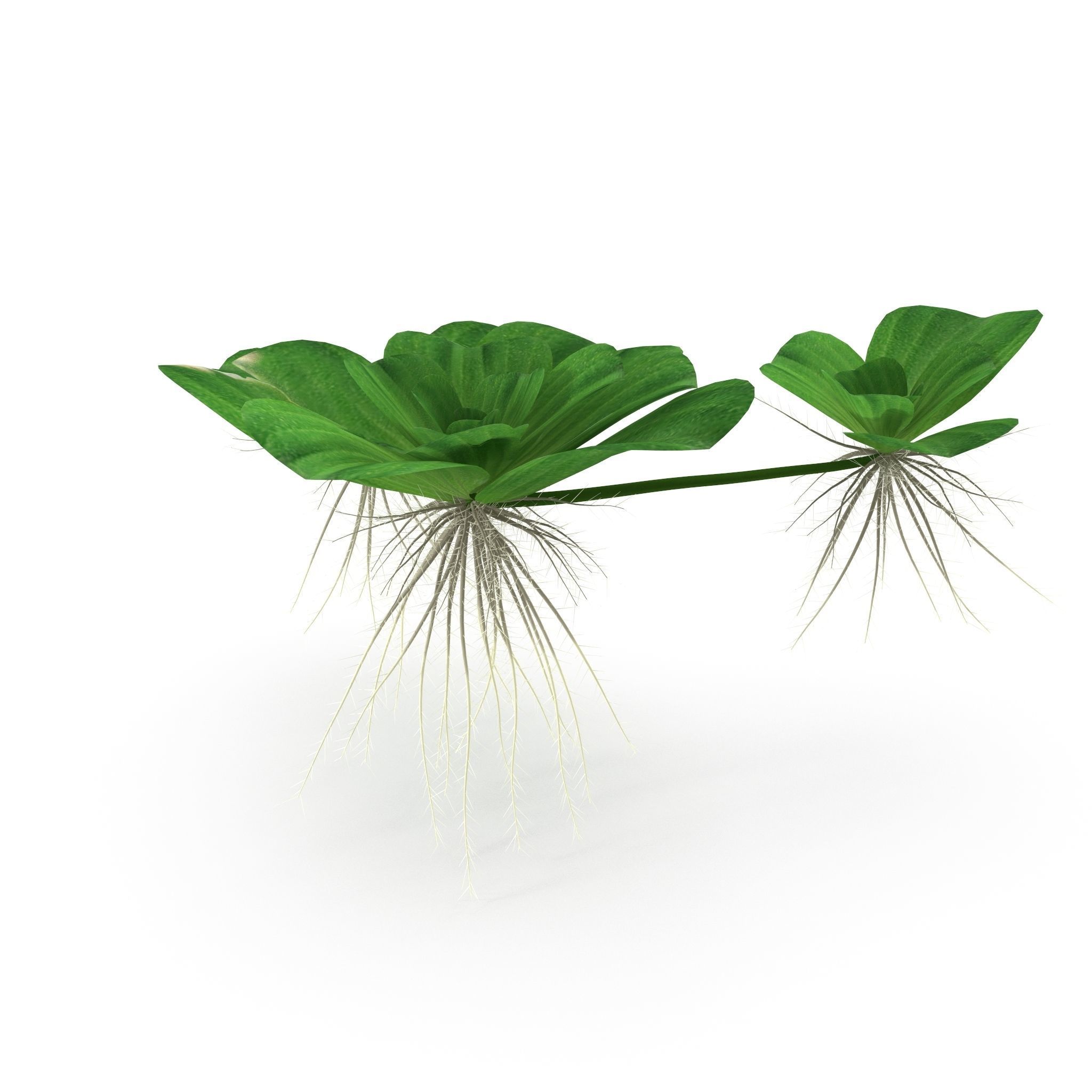 Pistia plant 3D model | CGTrader