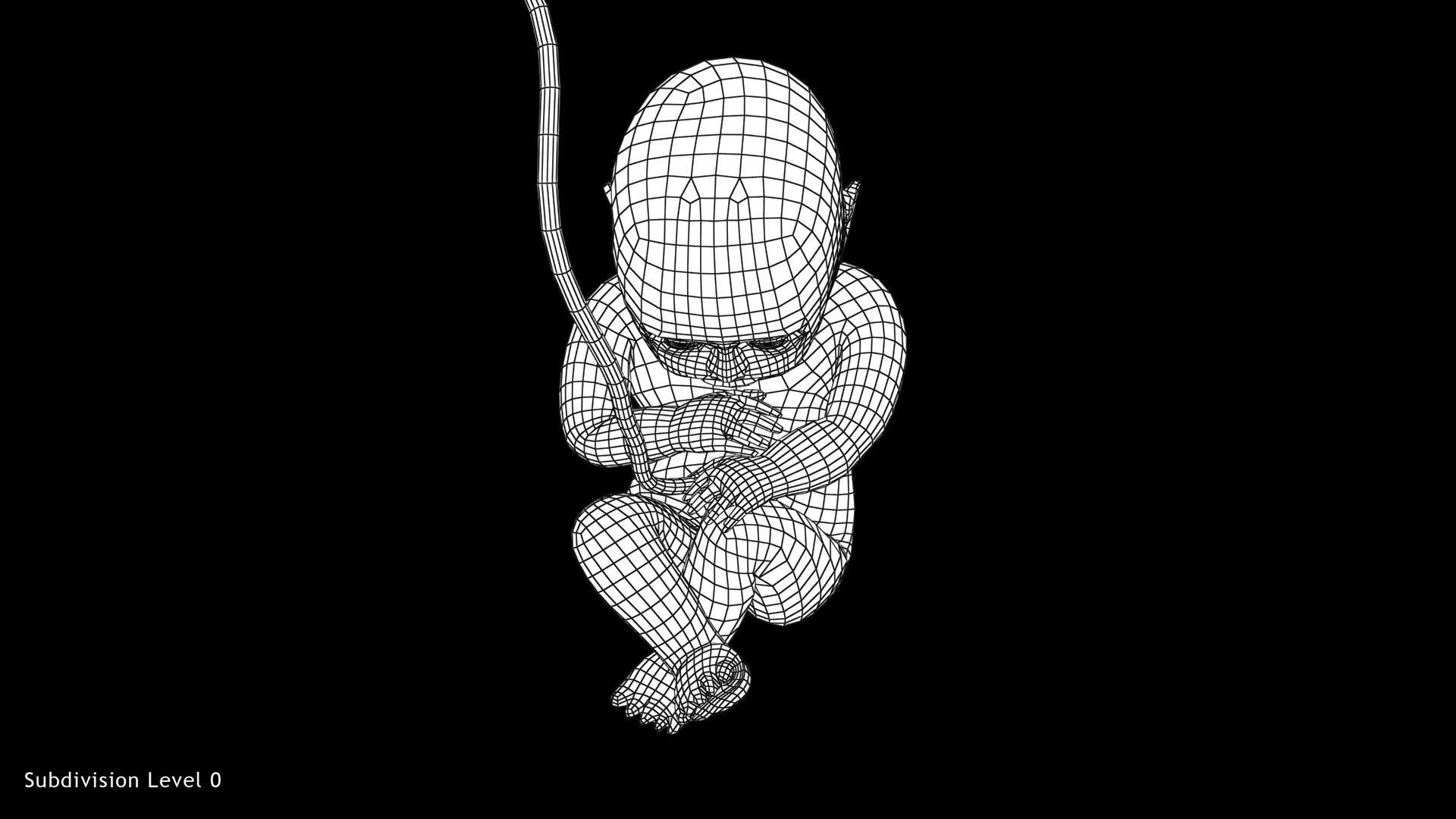 3D model 40 Weeks Human Fetus VR / AR / low-poly | CGTrader