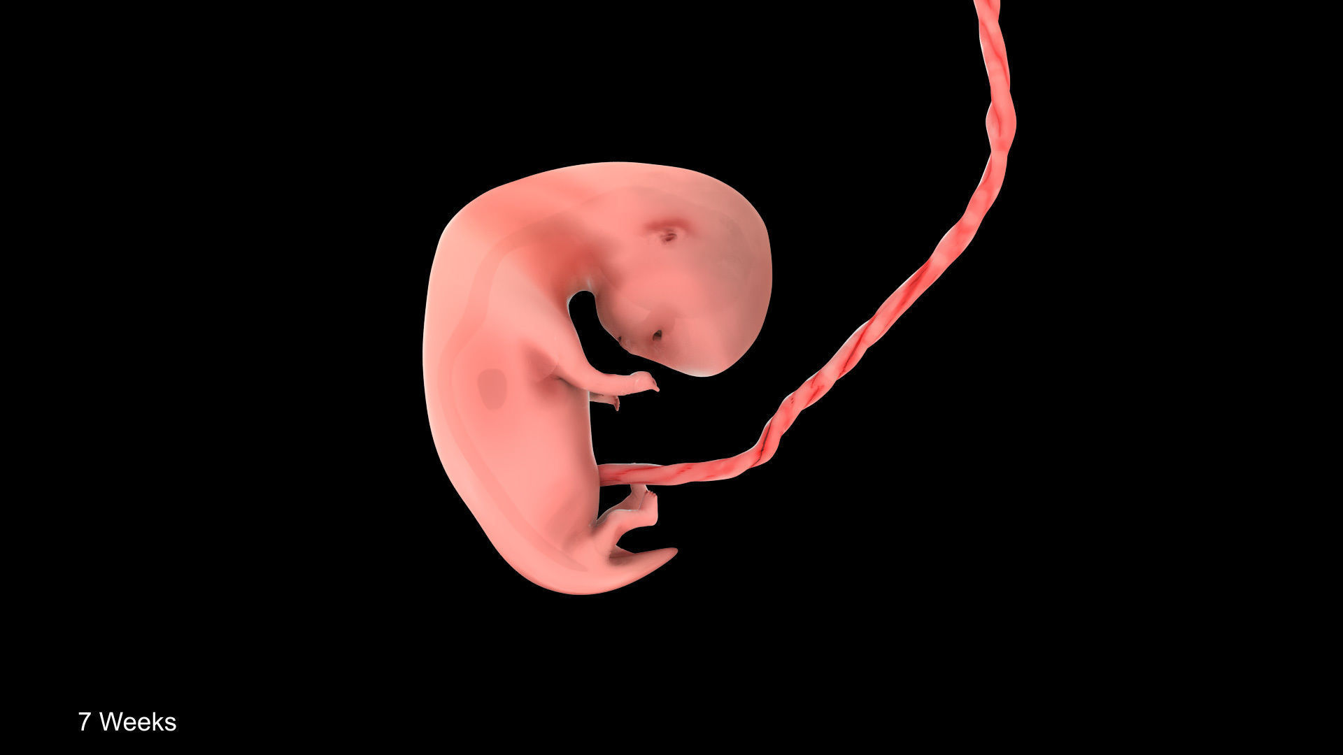 3D model 7 Weeks Human Fetus VR / AR / low-poly | CGTrader