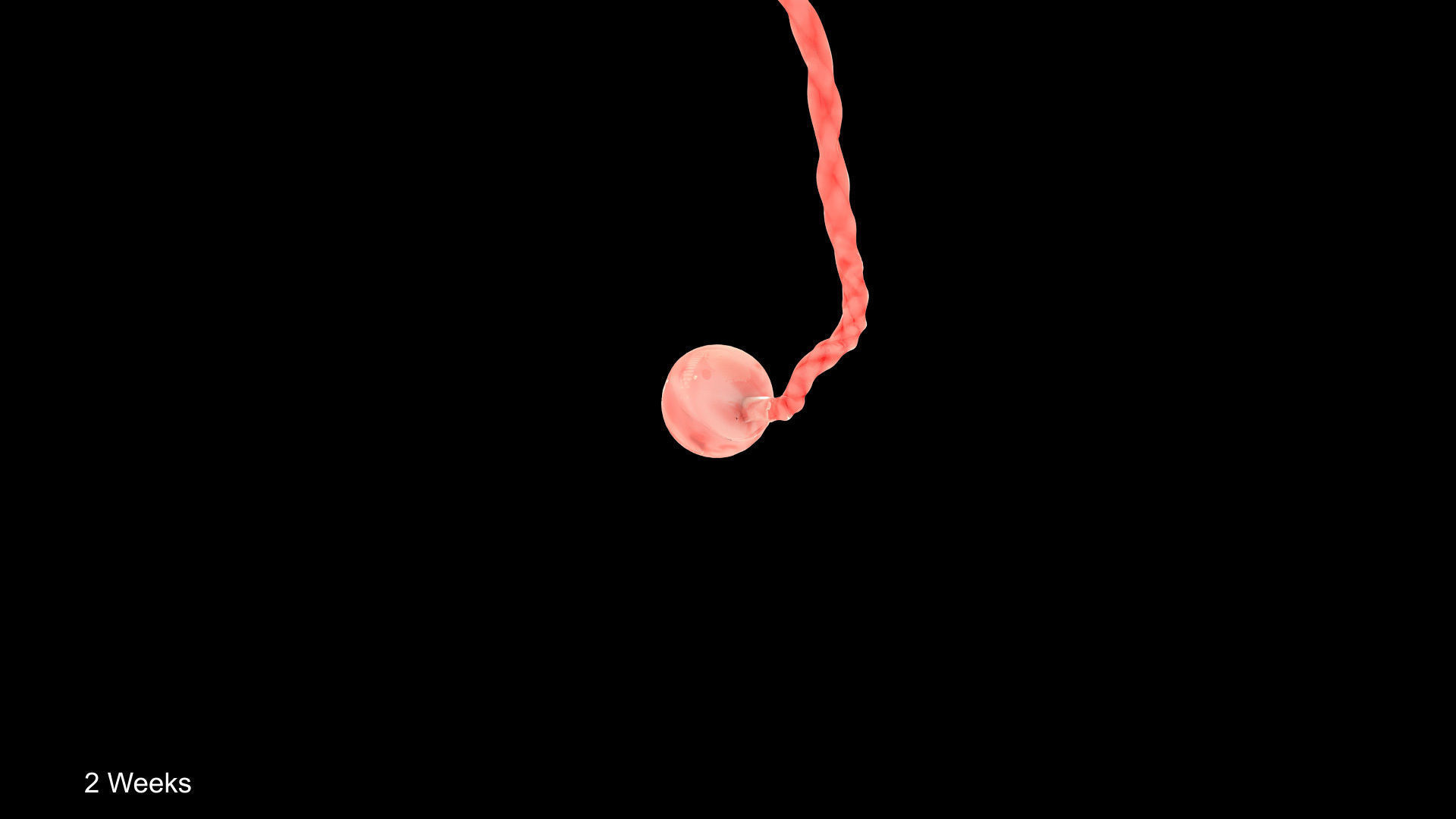 2 Weeks Human Fetus 3D model | CGTrader