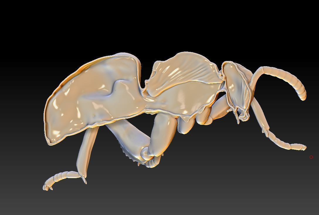 honey bee anatomy 3D model 3D printable | CGTrader