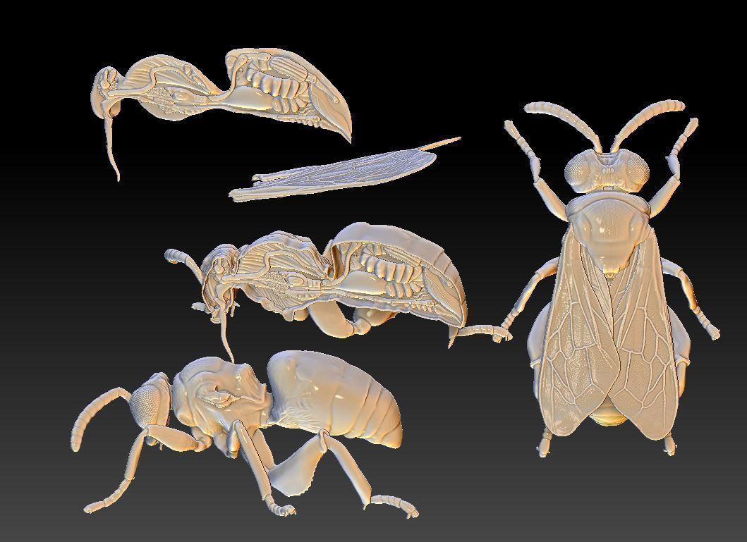 honey bee anatomy 3D model 3D printable | CGTrader