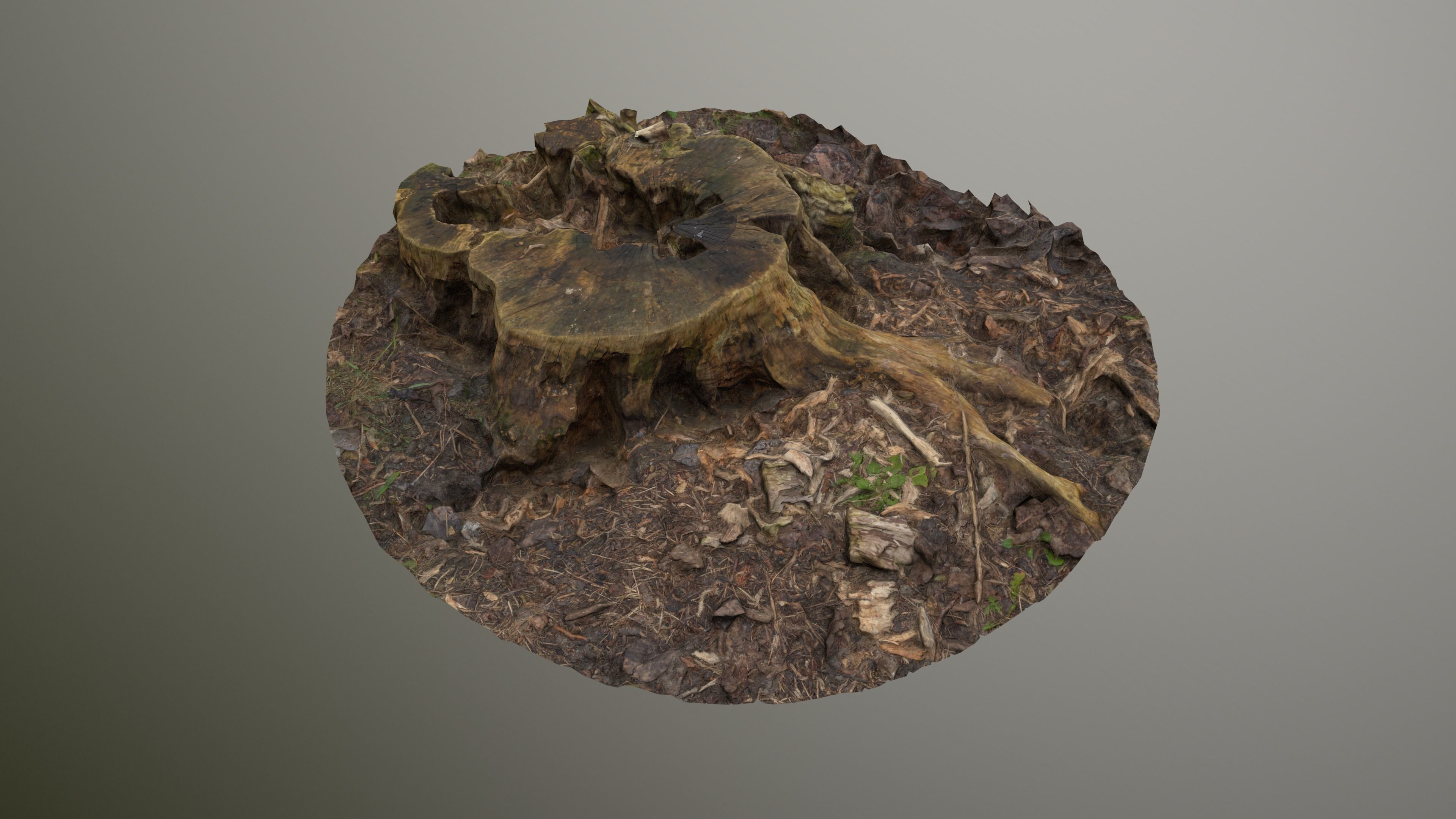 3D model Small Tree Trunk VR / AR / low-poly | CGTrader