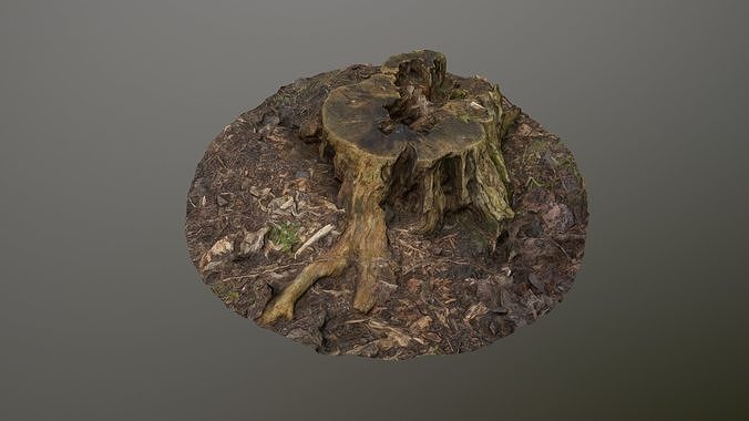 3D model Small Tree Trunk VR / AR / low-poly | CGTrader