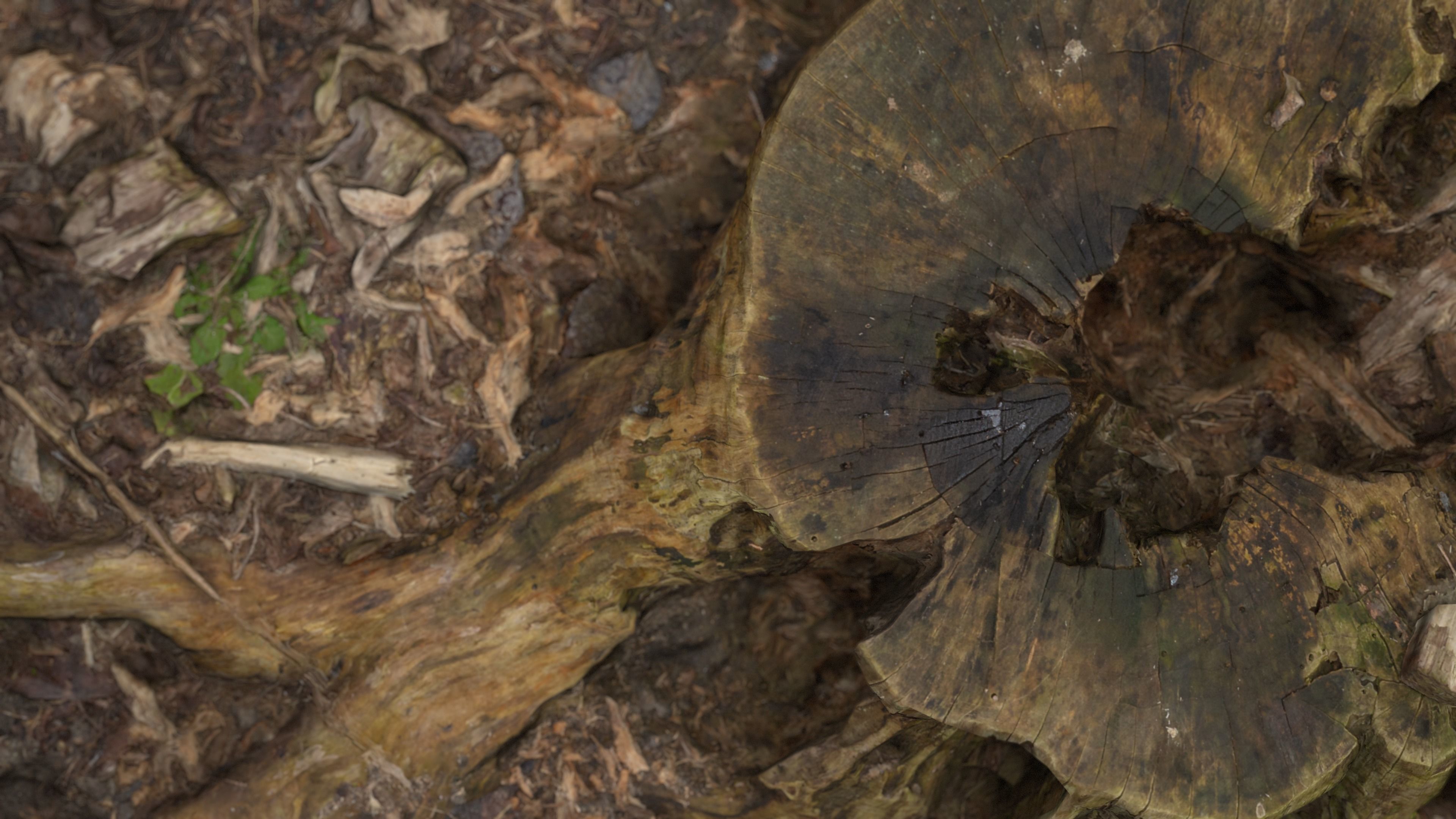 3D model Small Tree Trunk VR / AR / low-poly | CGTrader