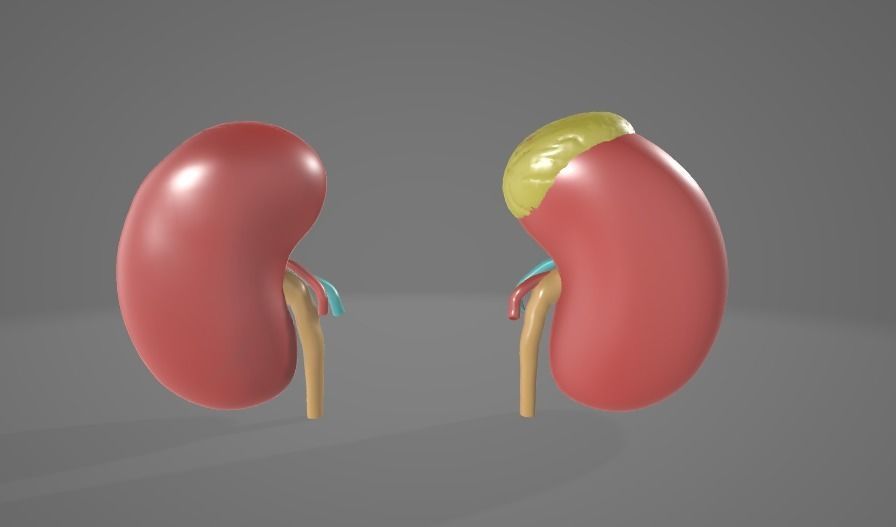 HUMAN KIDNEYS - ANATOMY 3D model | CGTrader