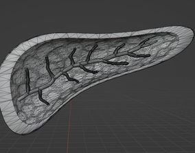 Pancreas 3D Models | CGTrader