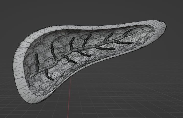 3D model PANCREAS - HUMAN ANATOMY VR / AR / low-poly | CGTrader
