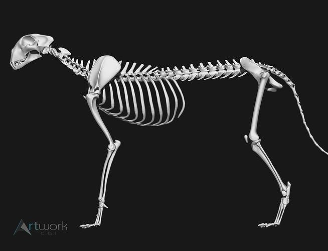 Cheetah Skeleton