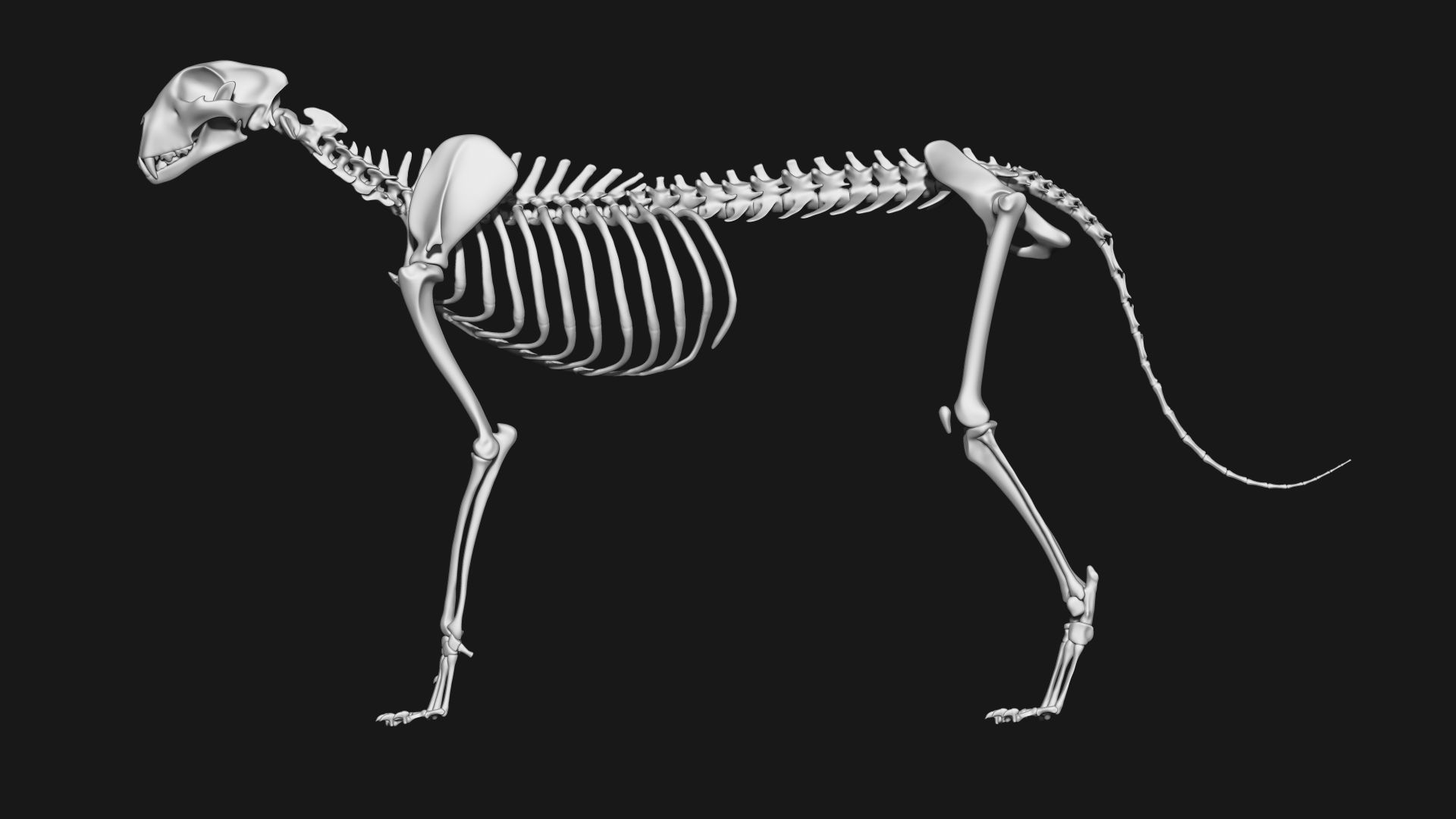 Cheetah Skeleton 3D model | CGTrader
