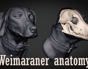 Dog anatomy 3D Models | CGTrader