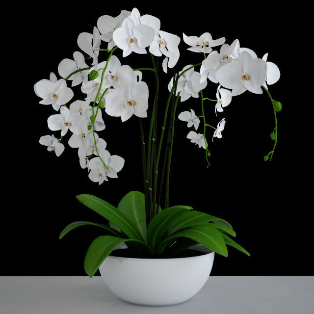 White Flower 3D model | CGTrader