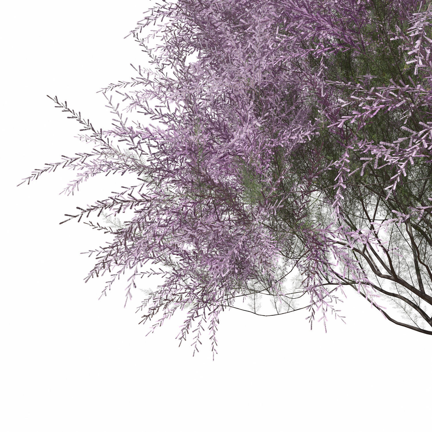 Tamarix Gallica 3D model | CGTrader