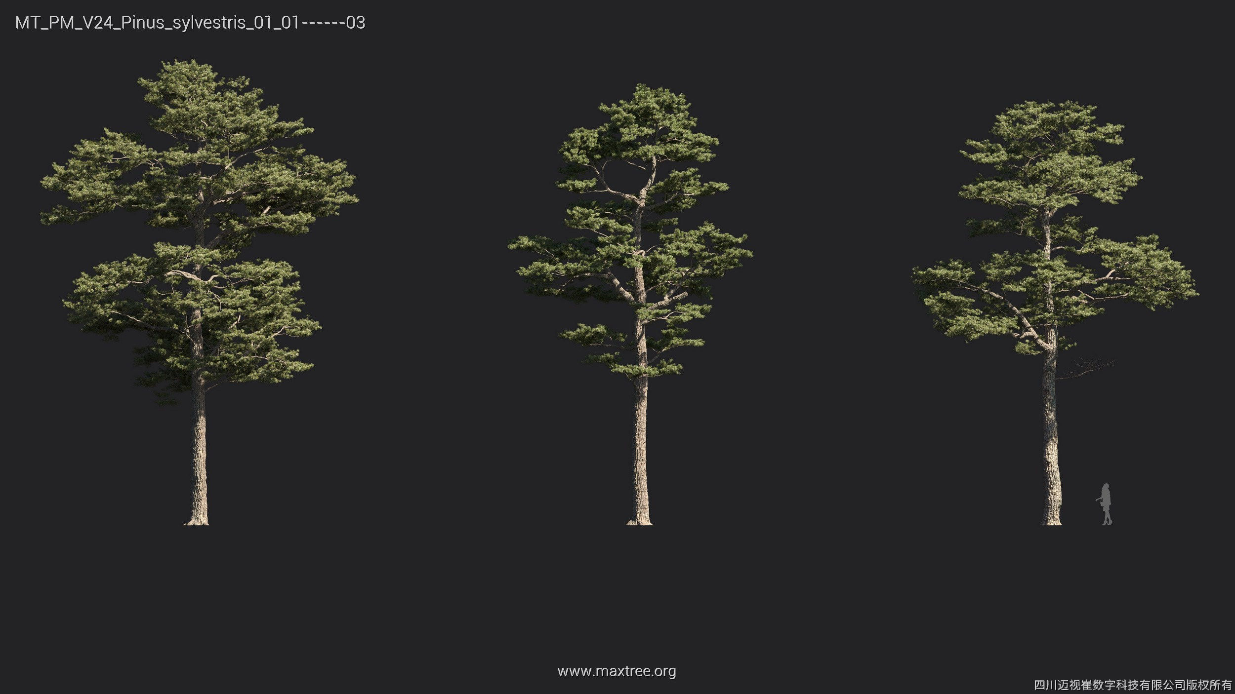 Maxtree Plant Models Vol 24 - Mesh 3D model | CGTrader