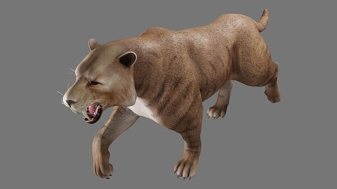 saber tooth 3D model rigged | CGTrader
