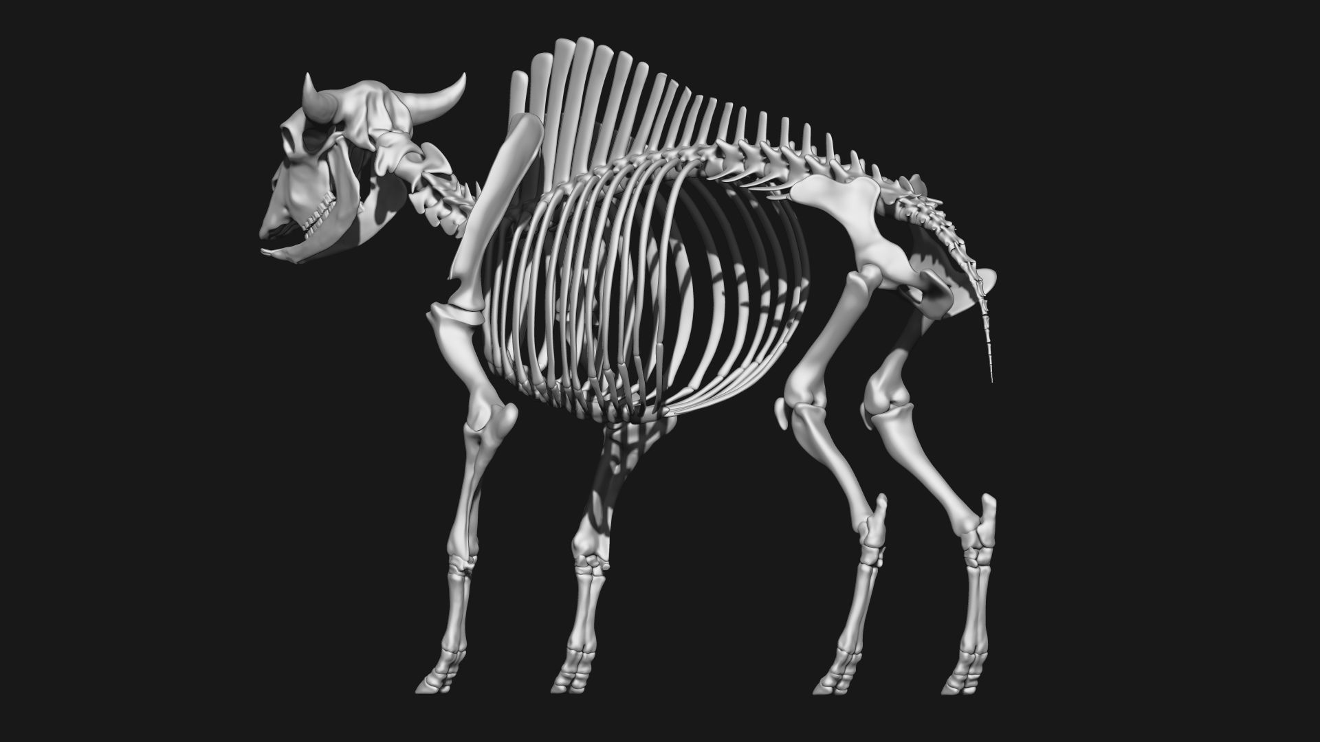 Bison skeleton 3D model | CGTrader