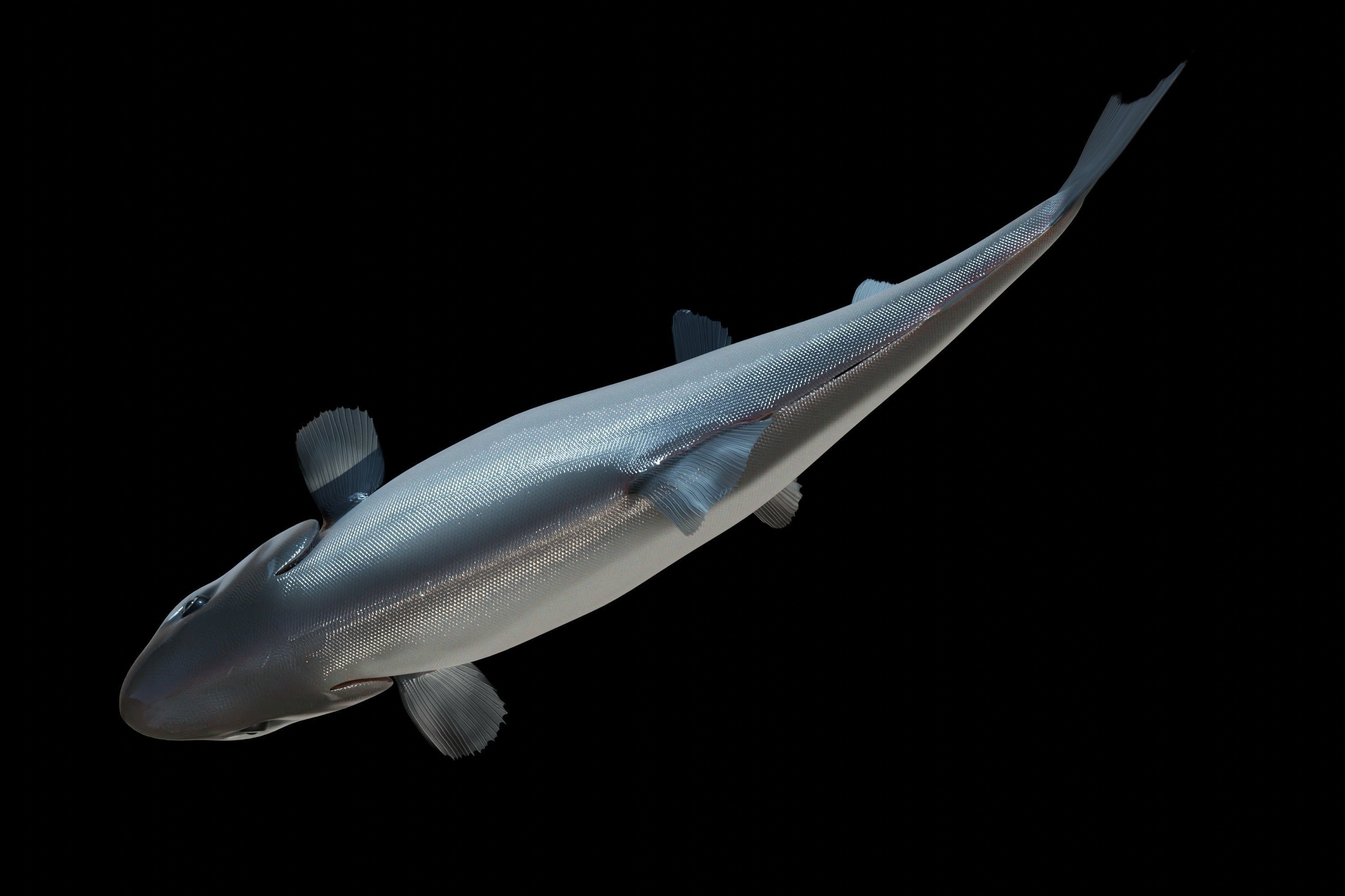 3D Model Collection Lowpoly Freshwater Fish VR / AR / low-poly | CGTrader