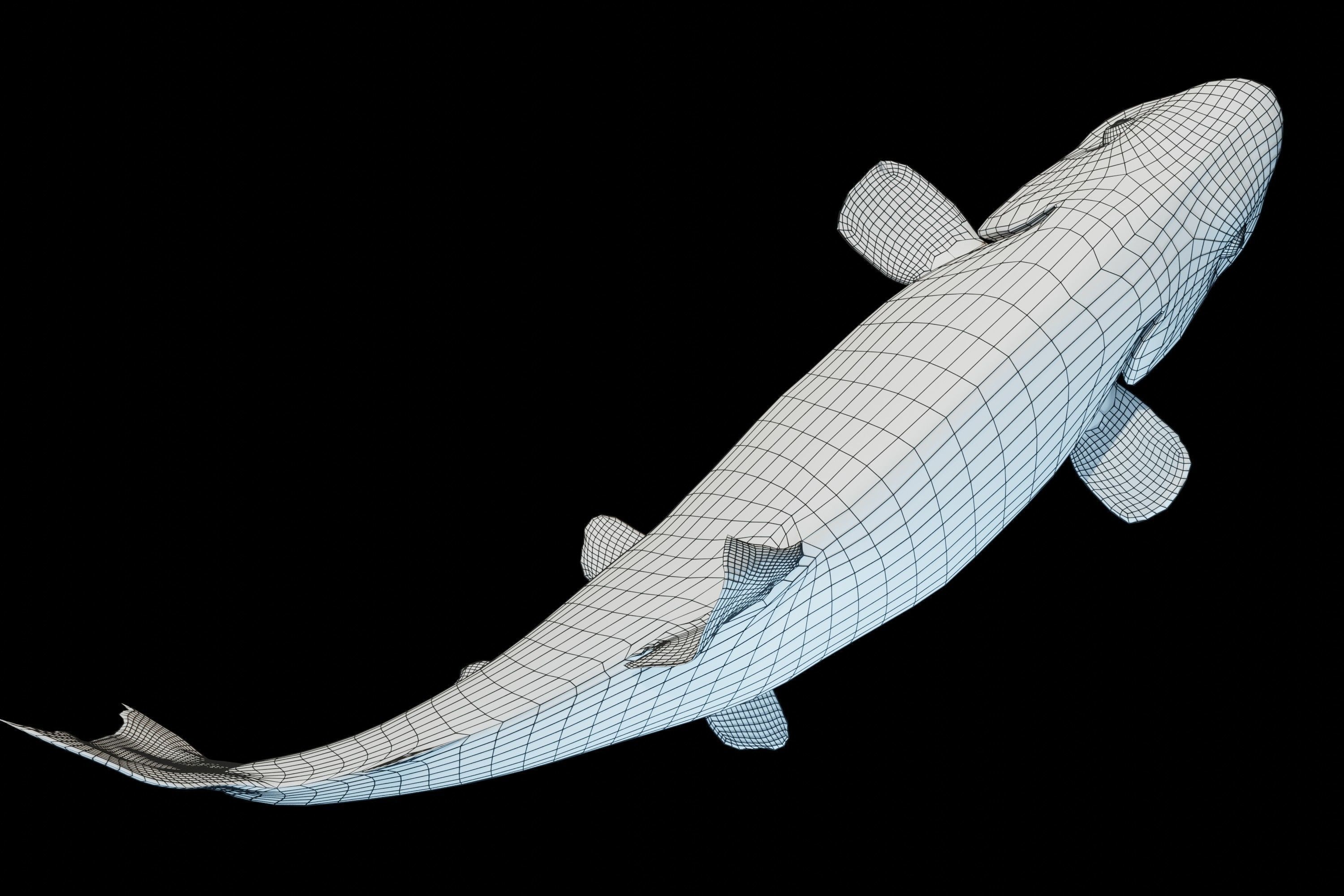 3D Model Collection Lowpoly Freshwater Fish VR / AR / low-poly | CGTrader