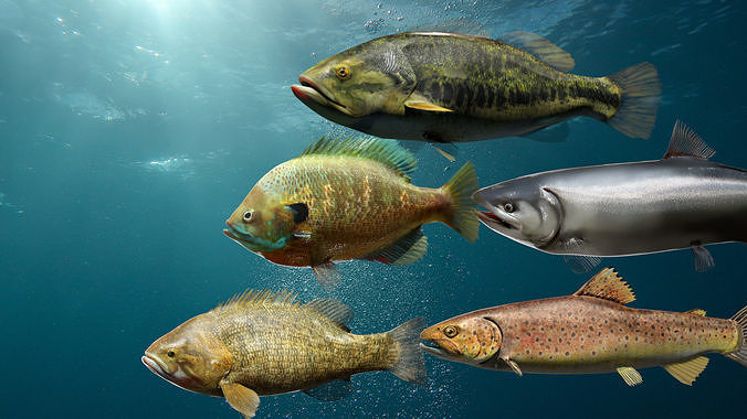 3D Model Collection Lowpoly Freshwater Fish VR / AR / low-poly | CGTrader