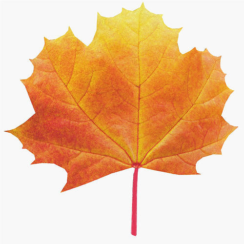 Maple Leaf 3D model | CGTrader