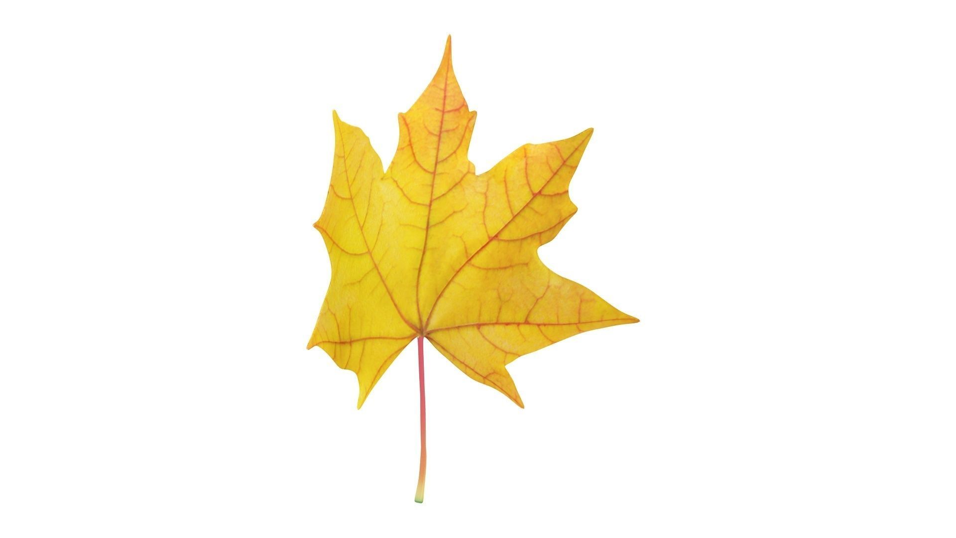 Maple Leaf V2 3D model | CGTrader