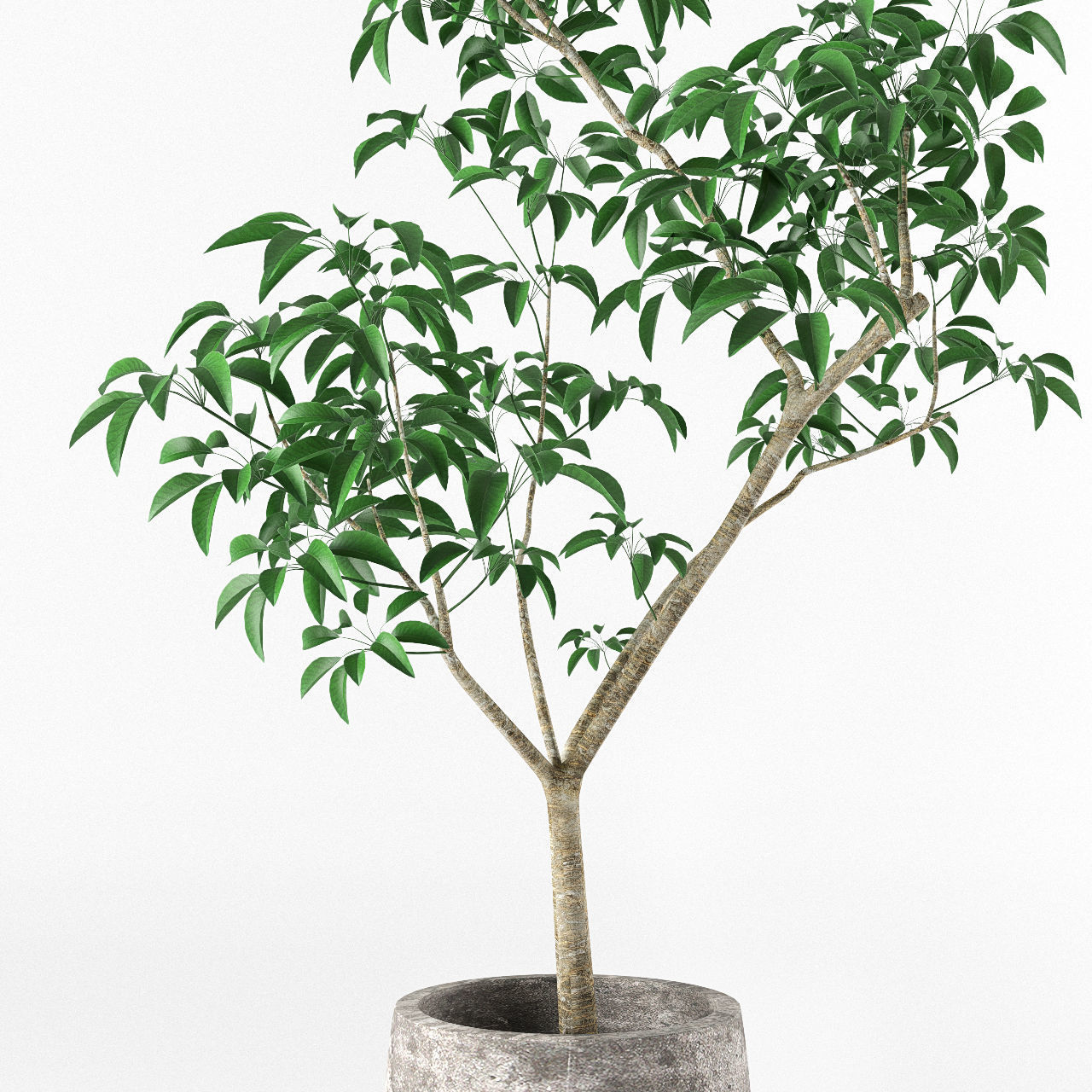 Small tree in pot 3D model | CGTrader