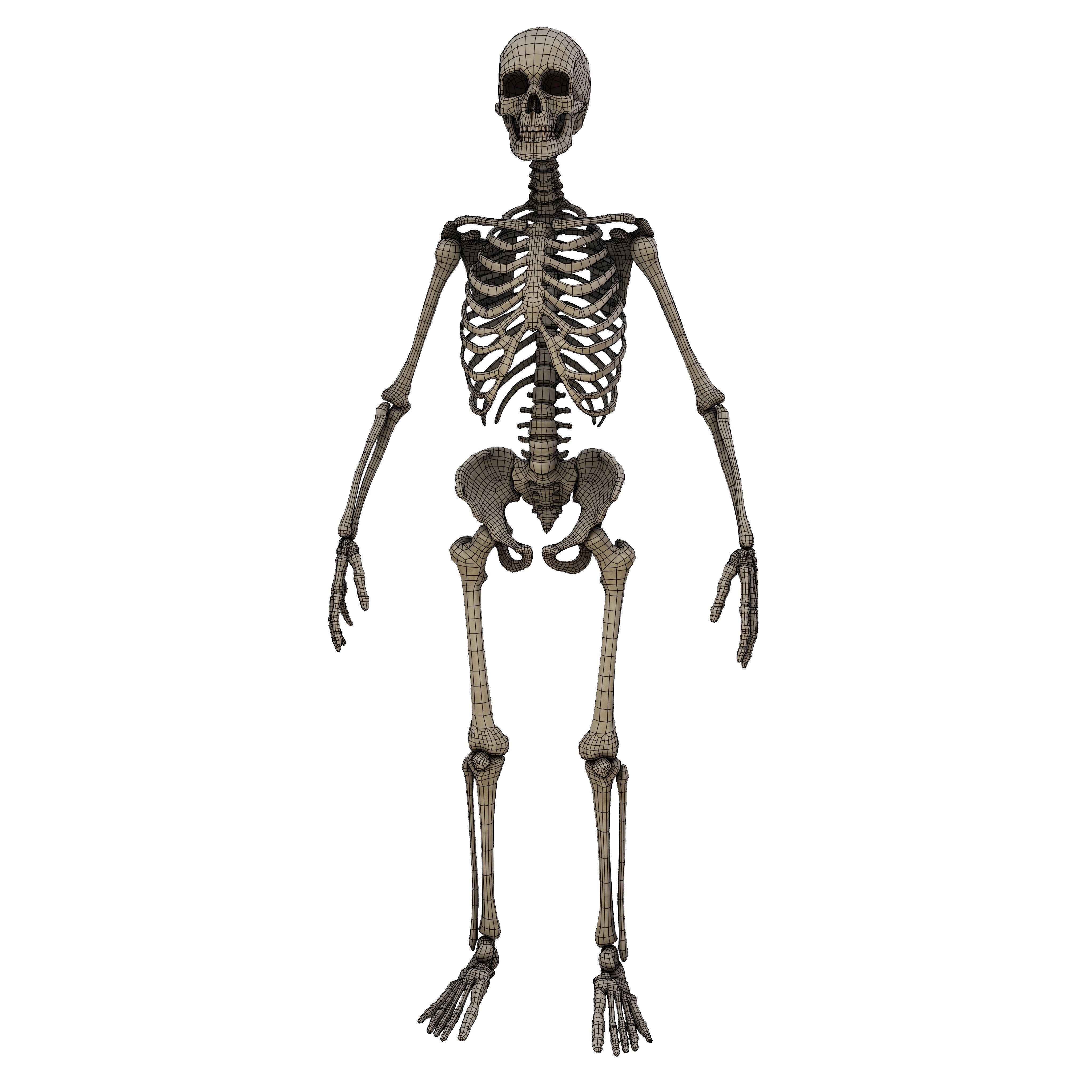 3d Model Humen Skeleton Vr Ar Low Poly Cgtrader