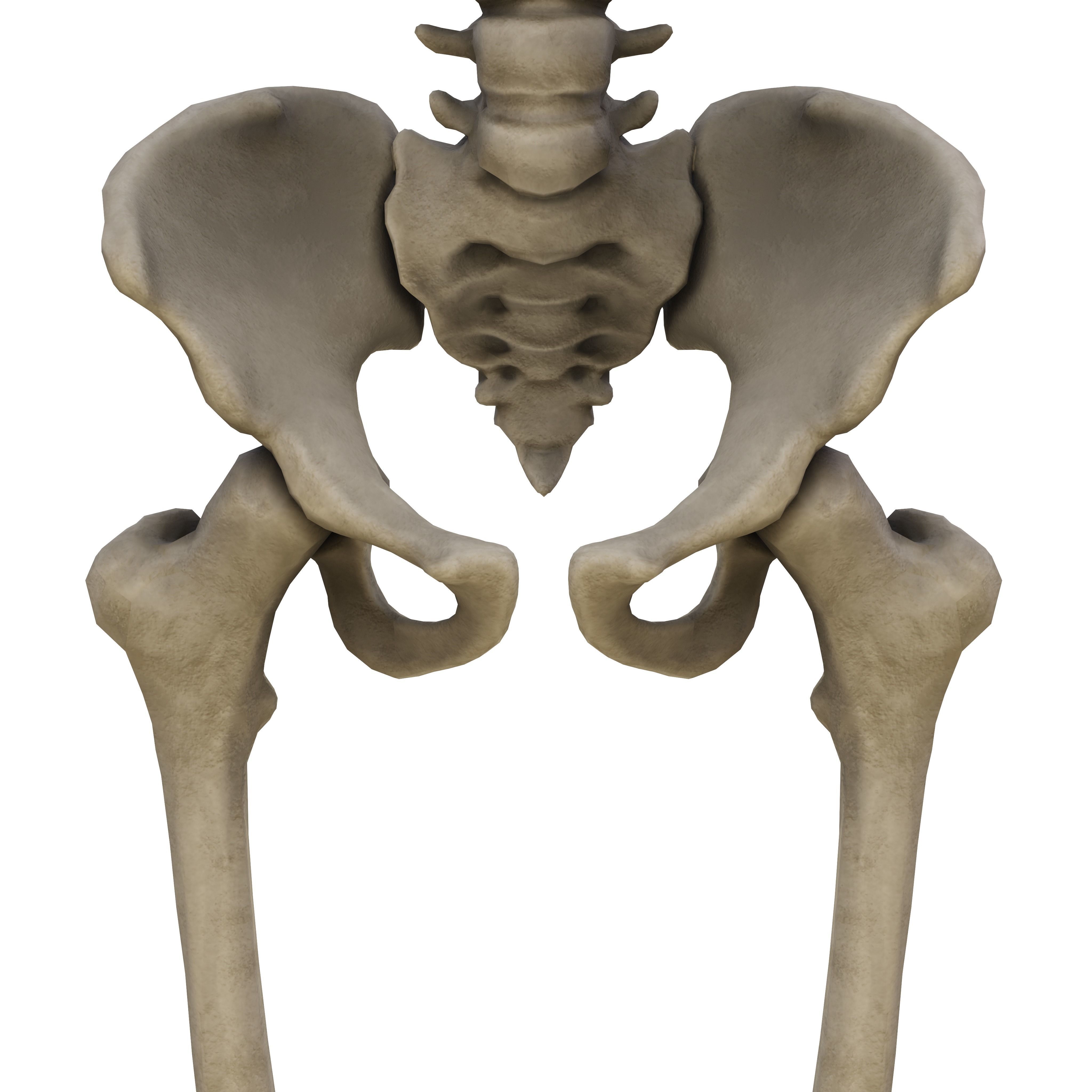 3D model Humen Skeleton VR / AR / low-poly | CGTrader