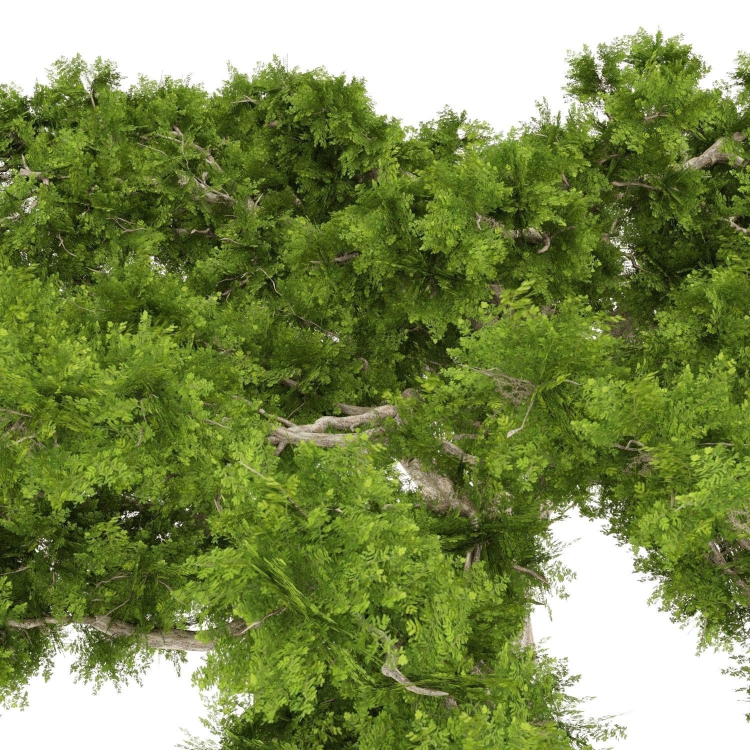 Acacia Old tree 3D model | CGTrader