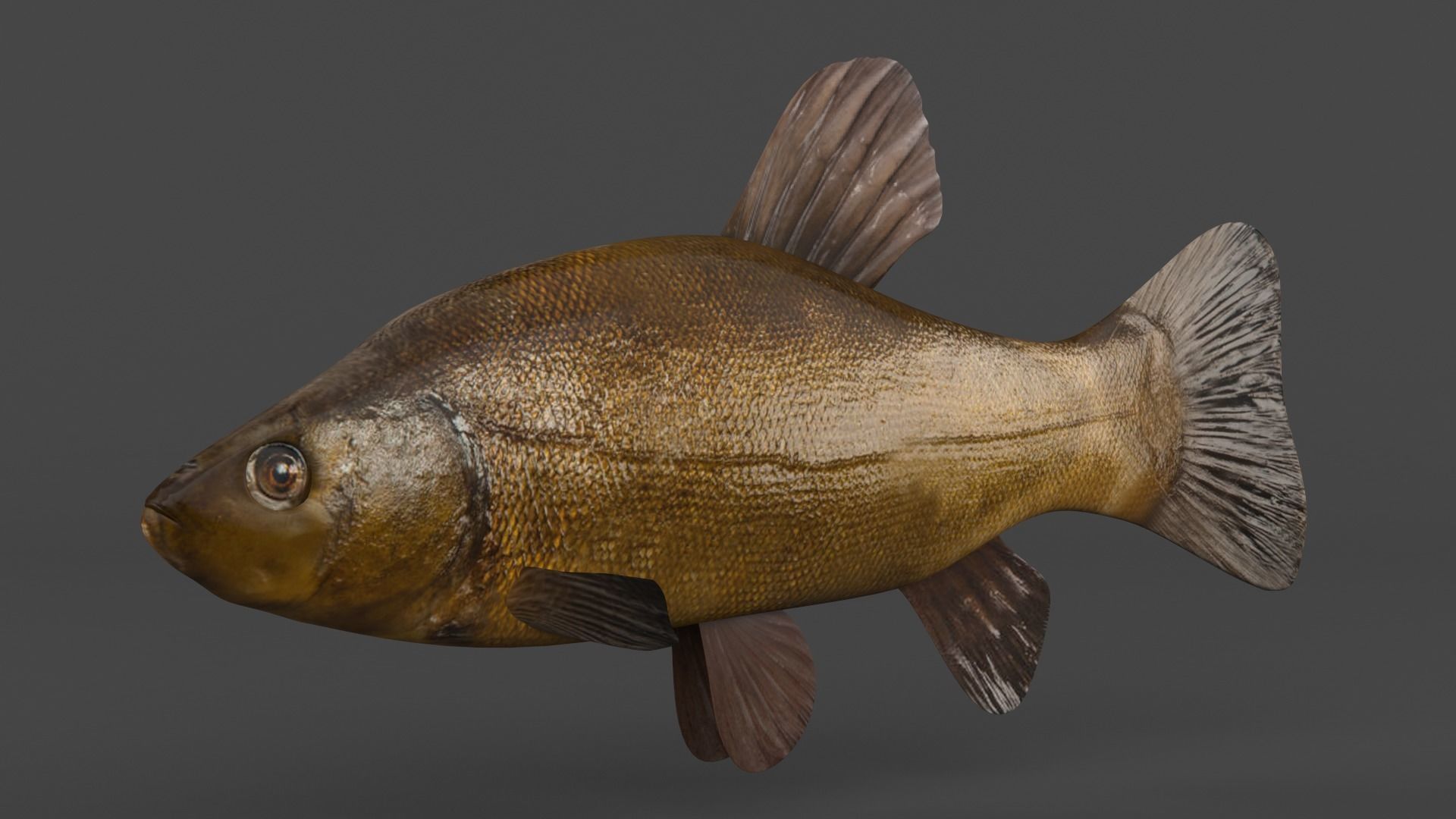 Tench Fish 3D model | CGTrader
