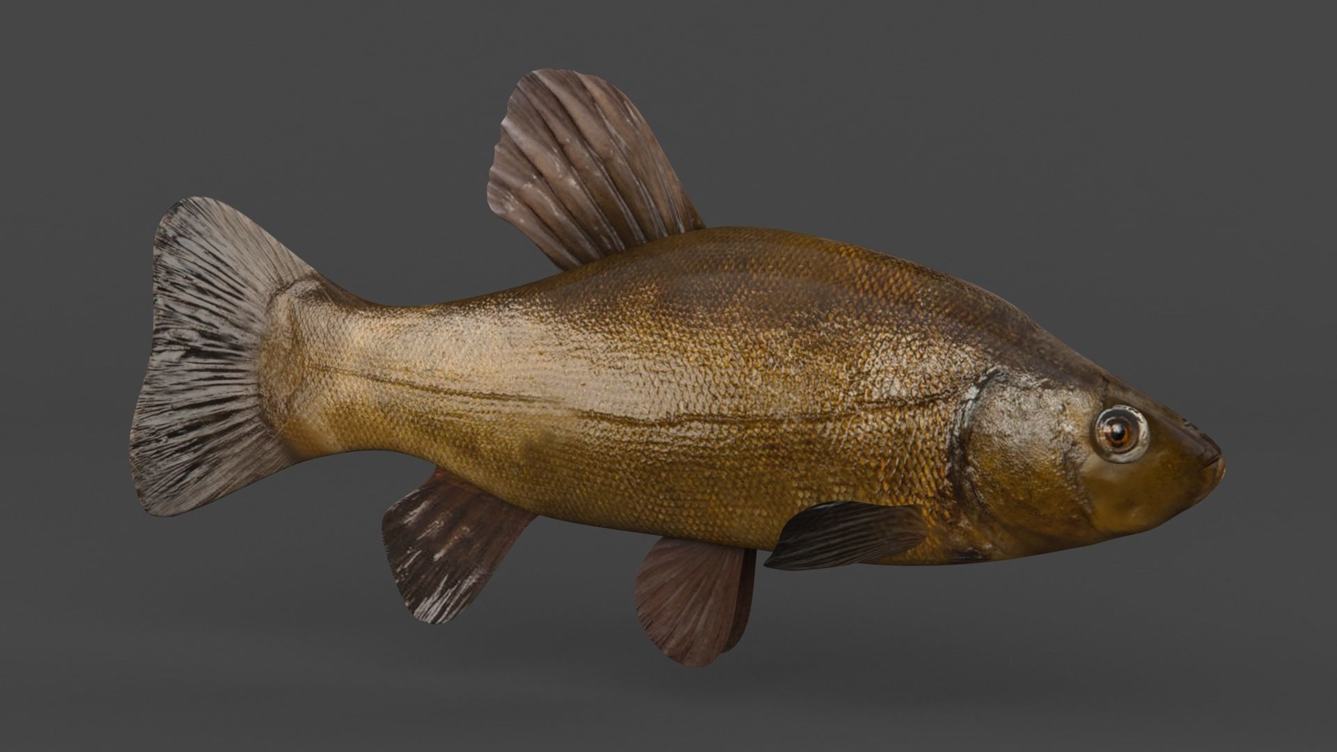 Tench Fish 3D model | CGTrader