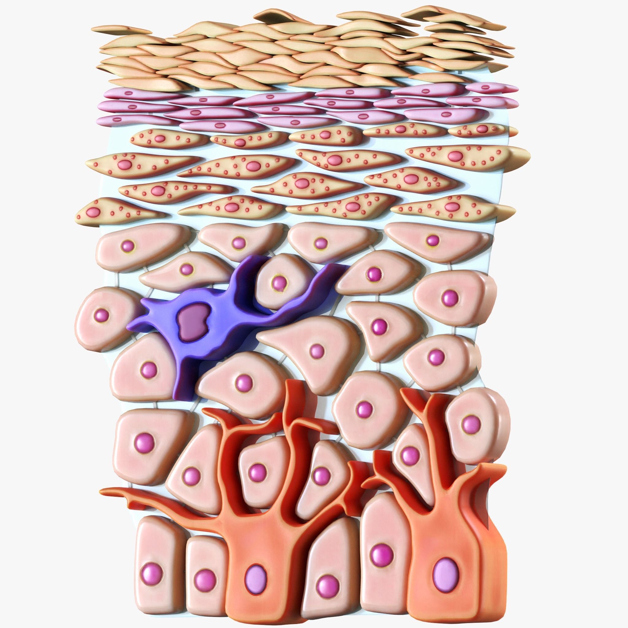 Epidermis Cross Section 3D model | CGTrader