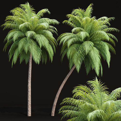 Palm trees collection 195 3D model | CGTrader