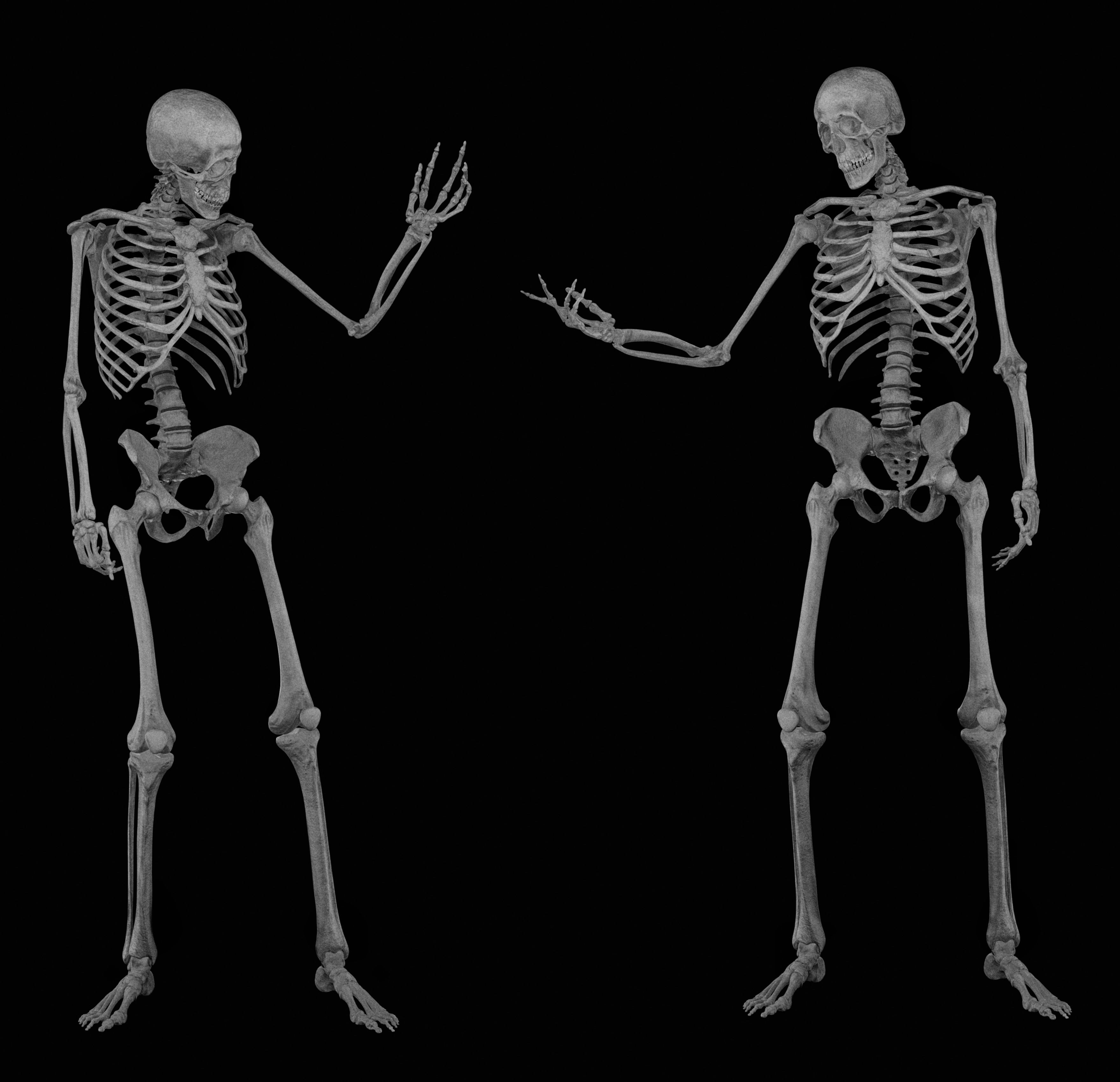 3D model HUMAN SKELETON VR / AR / low-poly | CGTrader