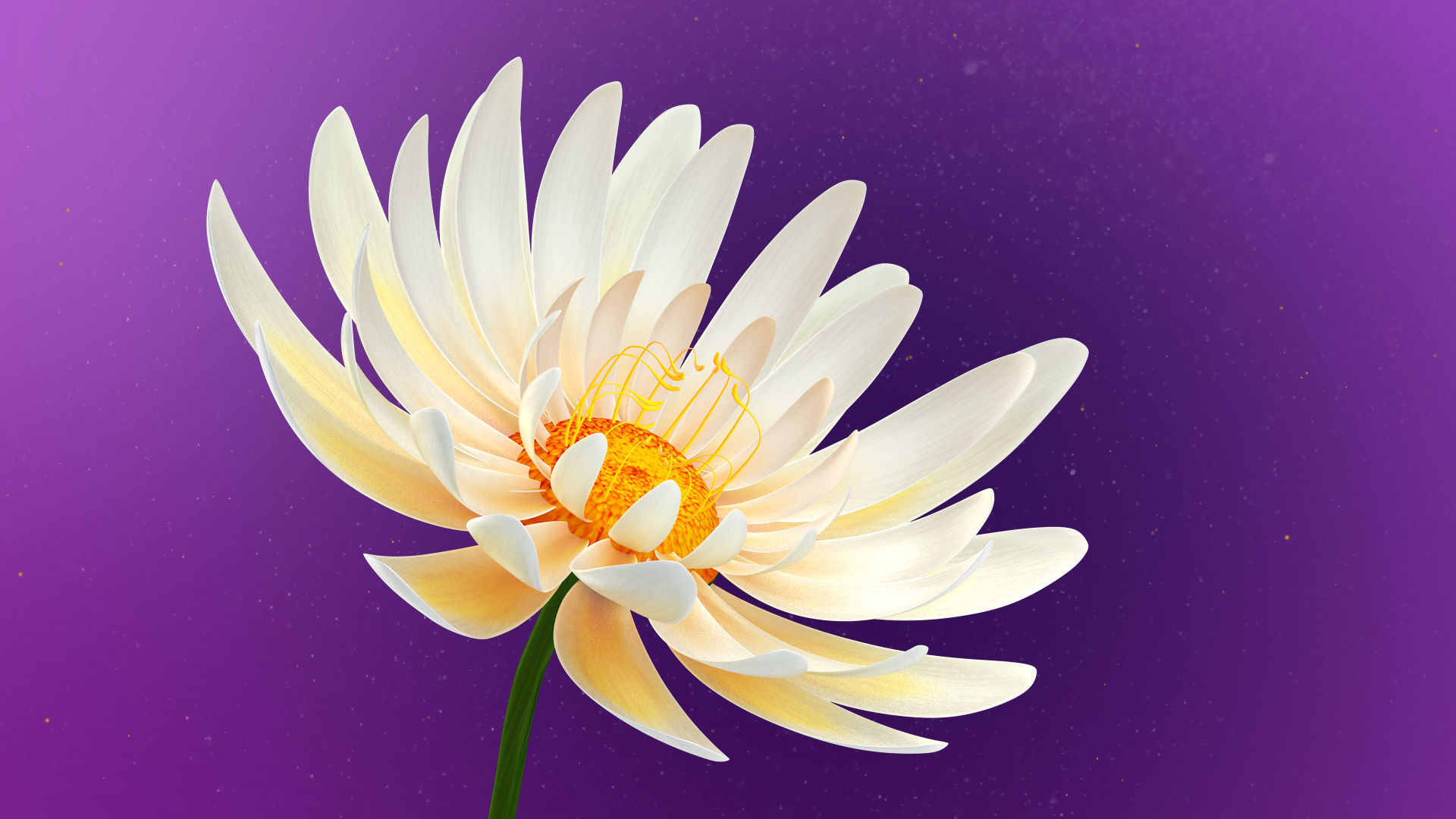 Beautiful Animated White Daisy Flower 3D model animated rigged | CGTrader