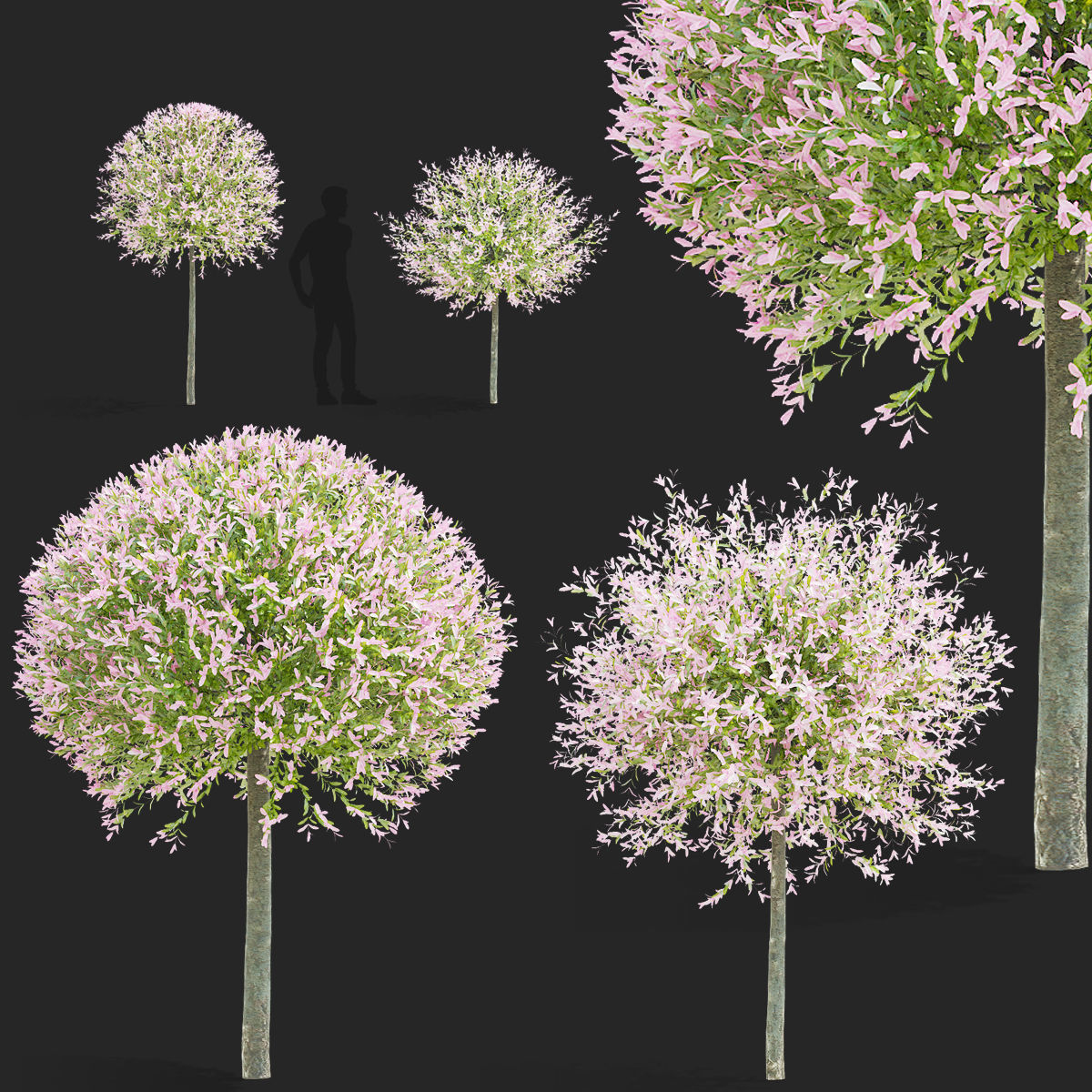 Salix integra hakuro-nishiki trees 3D model | CGTrader