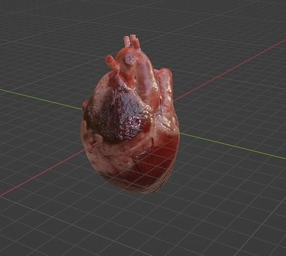 3D model Heart human VR / AR / low-poly | CGTrader