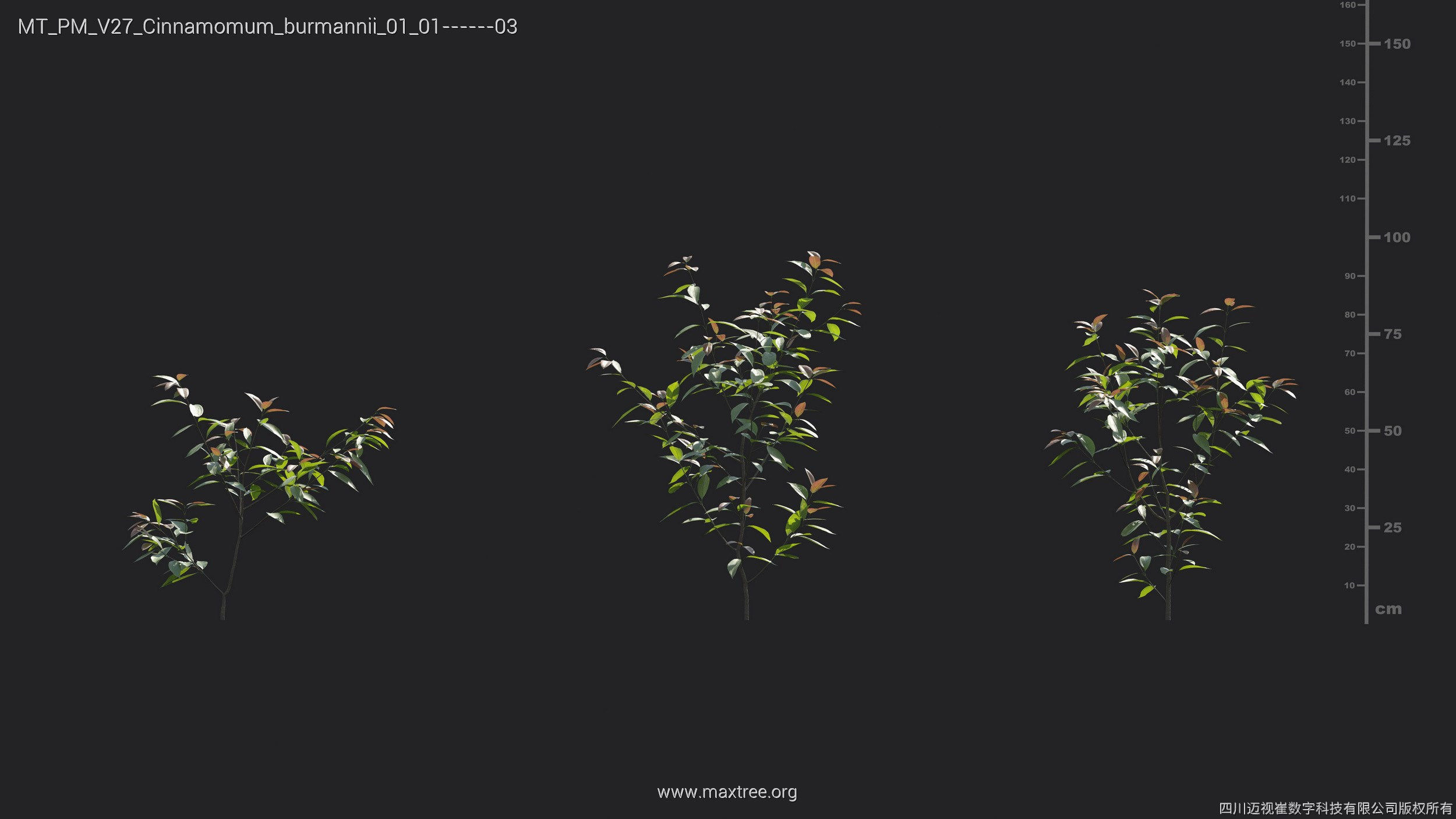 Maxtree Plant Models Vol 27 - Mesh 3D model | CGTrader