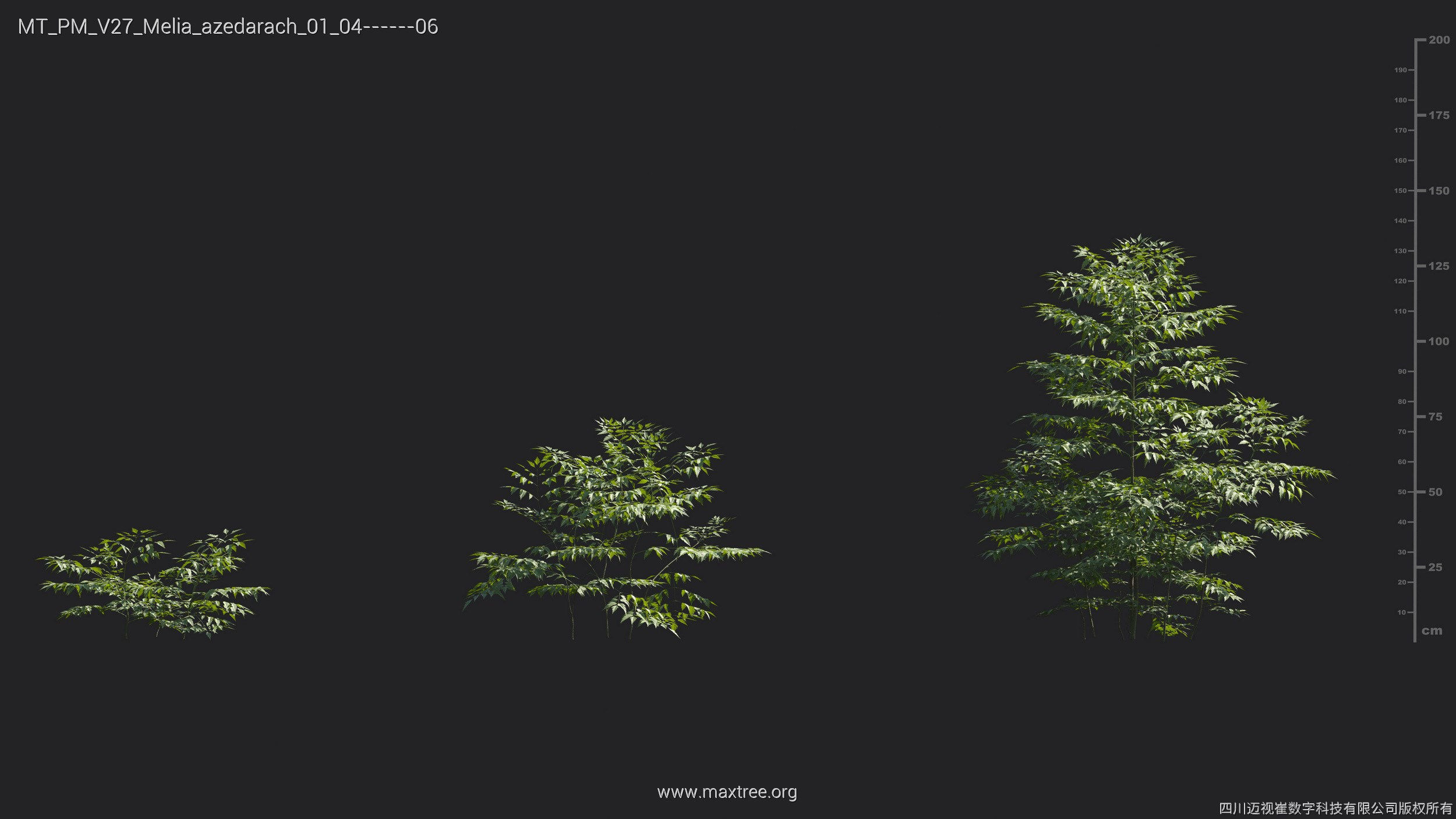 Maxtree Plant Models Vol 27 - Mesh 3D model | CGTrader