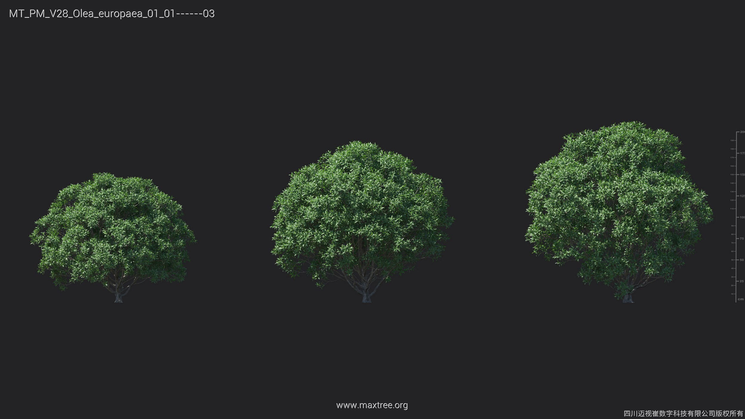 Maxtree Plant Models Vol 28 - Mesh 3D model | CGTrader