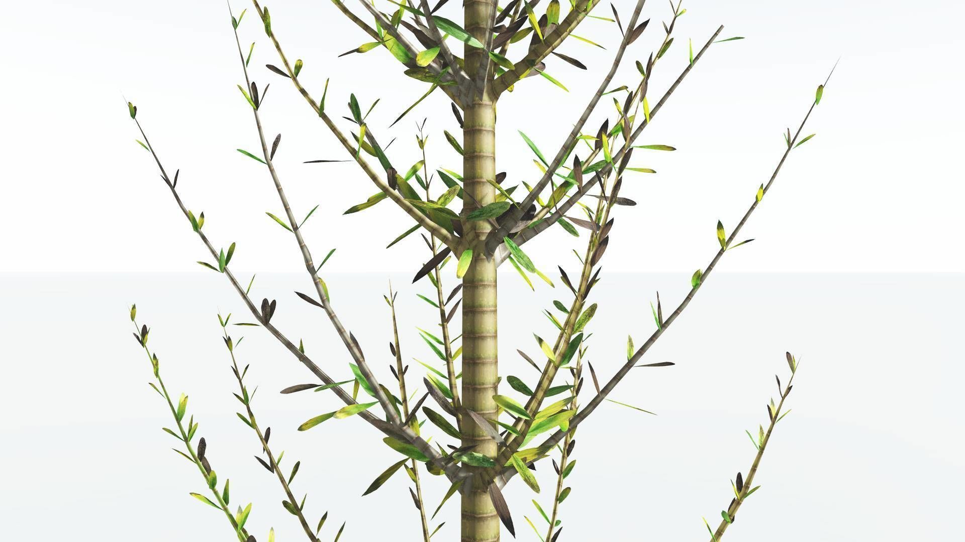 3D model EVERYPlant Calamitina Horsetail Tree LowPoly 4 --15 Model-- VR / AR / low-poly | CGTrader