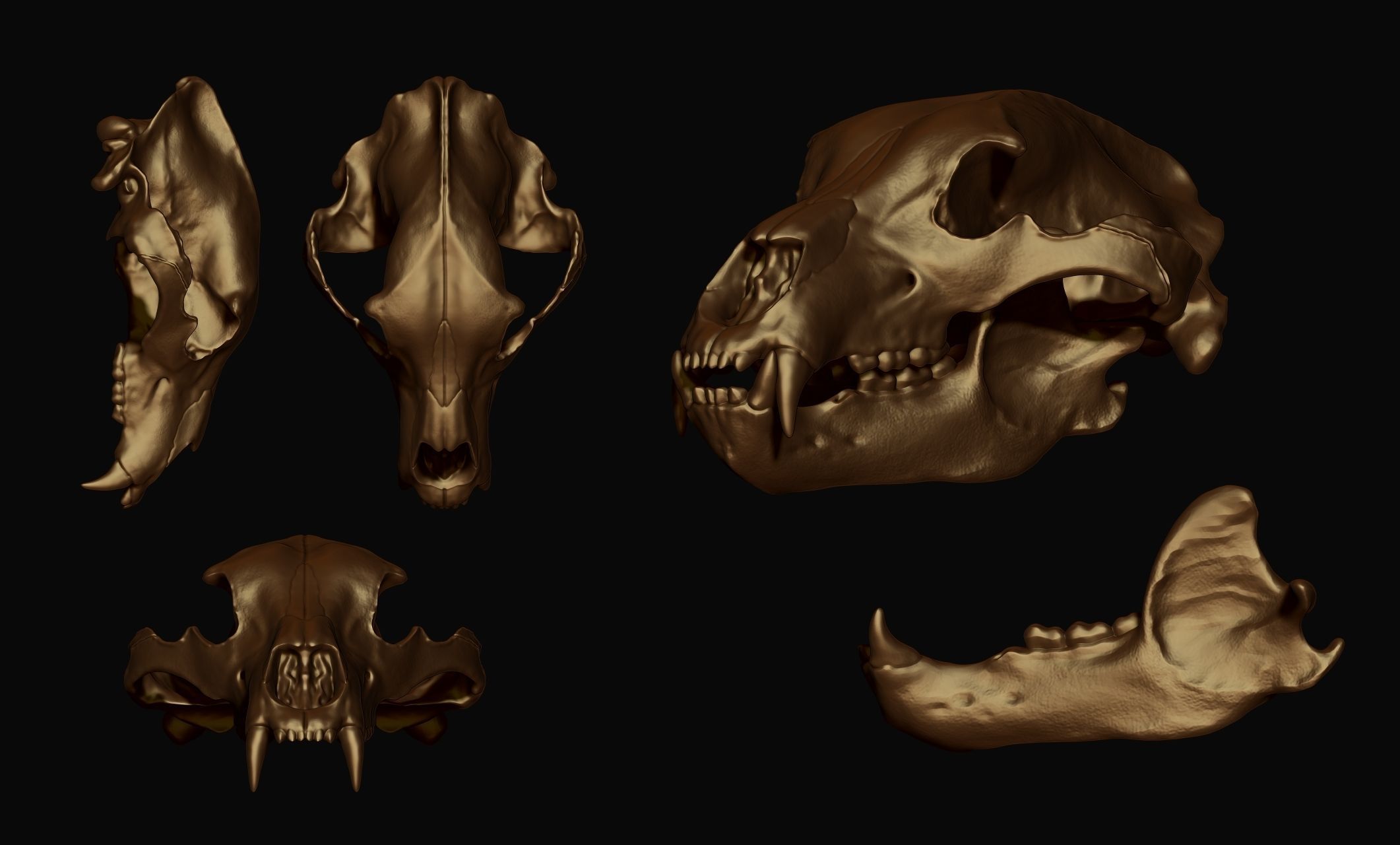 Brown Bear Skull - Ursus arctos - 3D model 3D printable | CGTrader