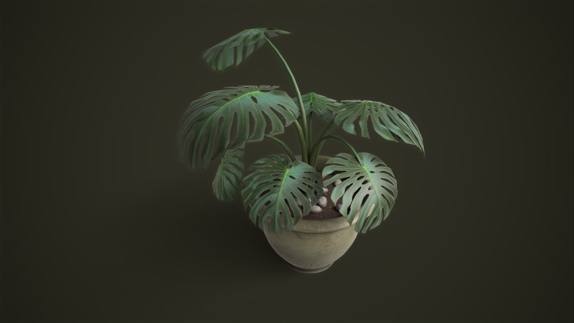 3D model Monstera in a pot VR / AR / low-poly | CGTrader