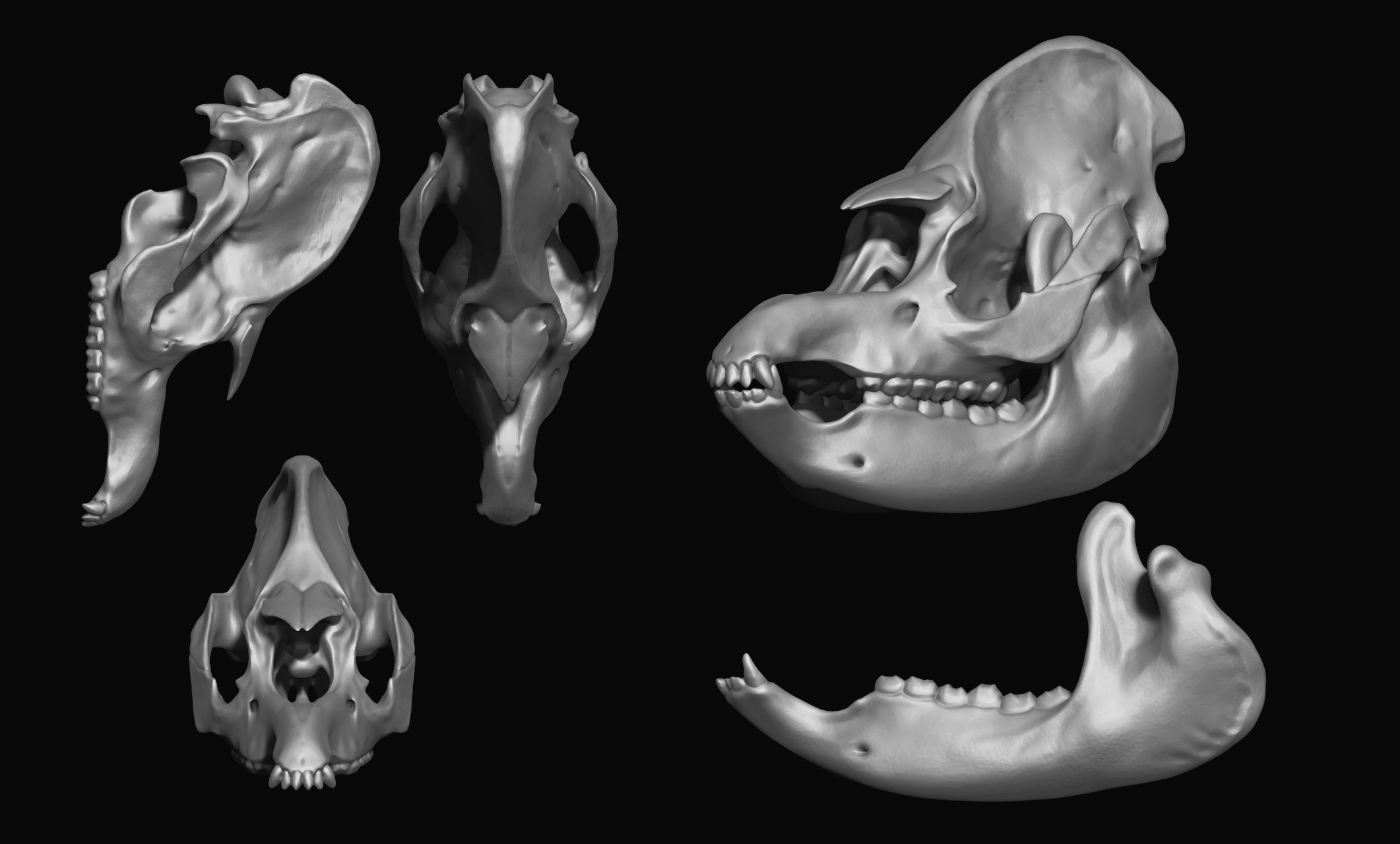 Tapir - Tapirus Skull 3D model 3D printable | CGTrader